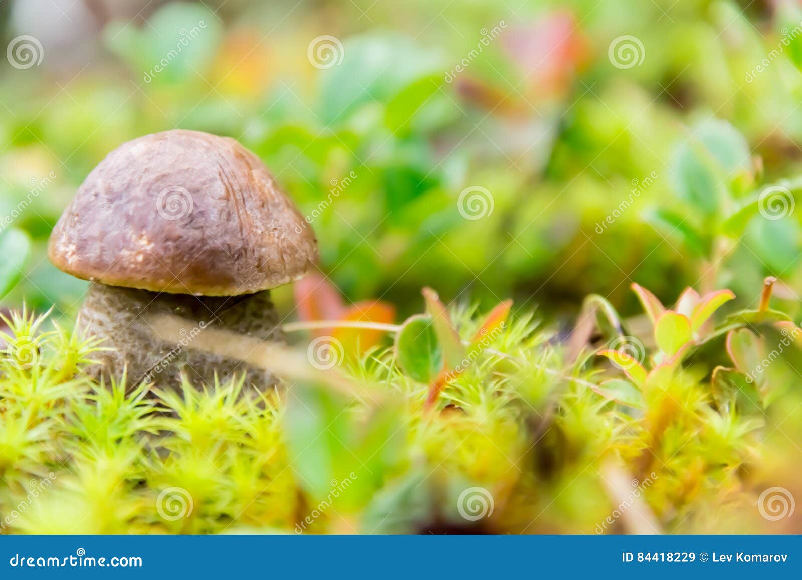 Cepe mushroom stock image. Image of cepe, closeup, foliage - 84418229
