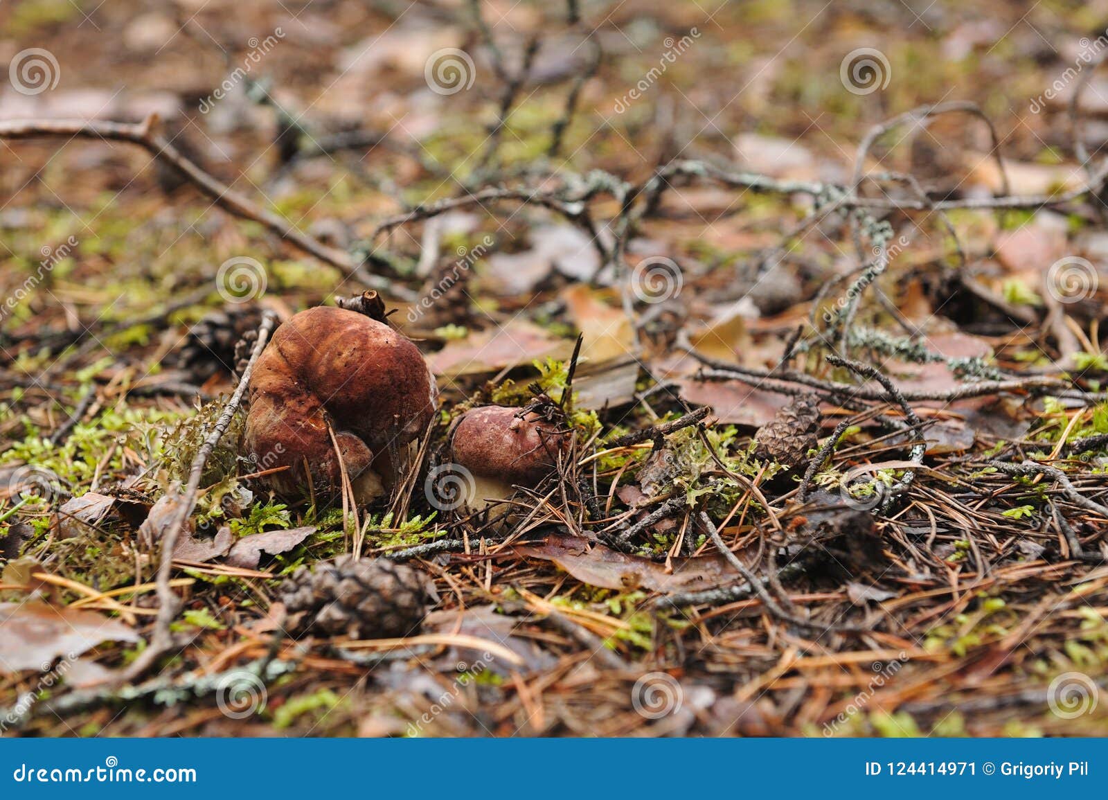 Cepe mushroom stock image. Image of green, natural, food - 124414971