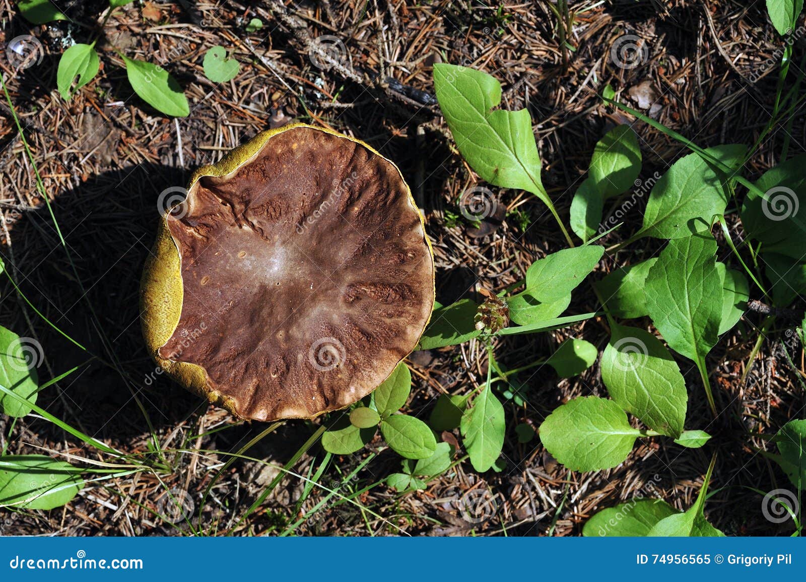 Cepe mushroom stock image. Image of green, mushroom, vegetarian - 74956565