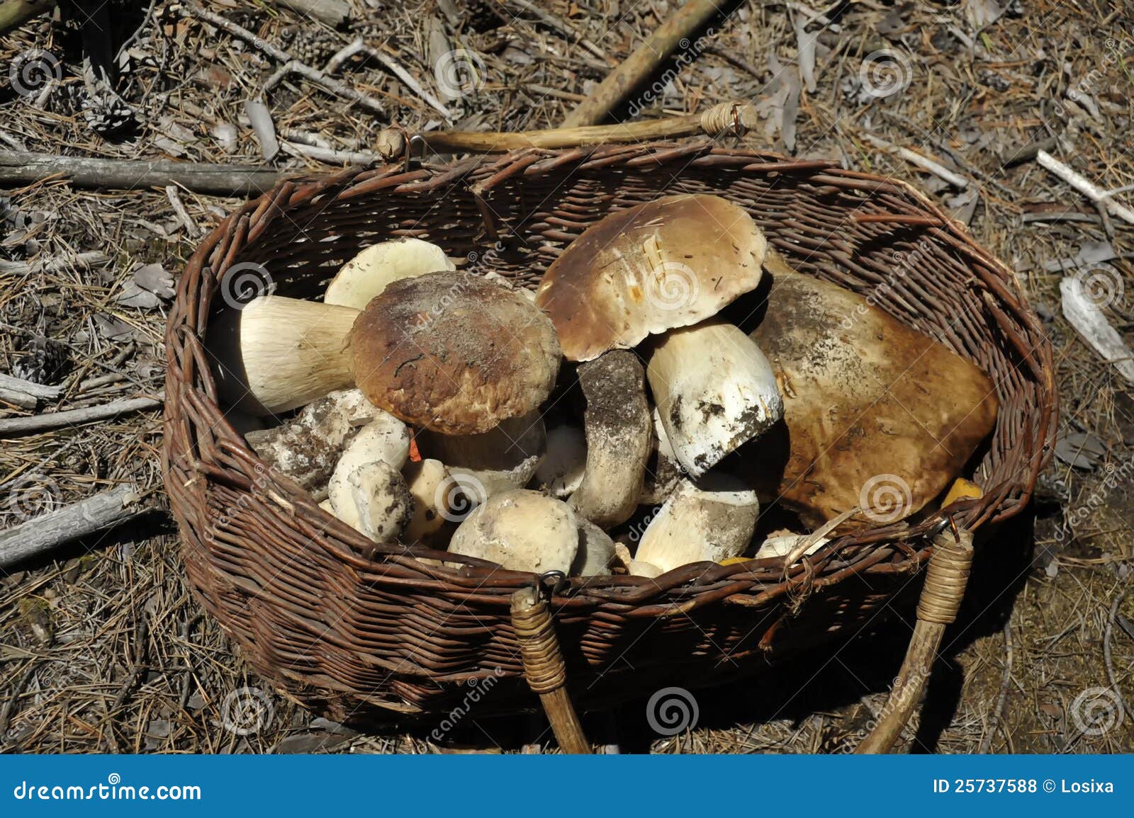 Cepe mushrooms stock photo. Image of ingredient, fresh - 25737588
