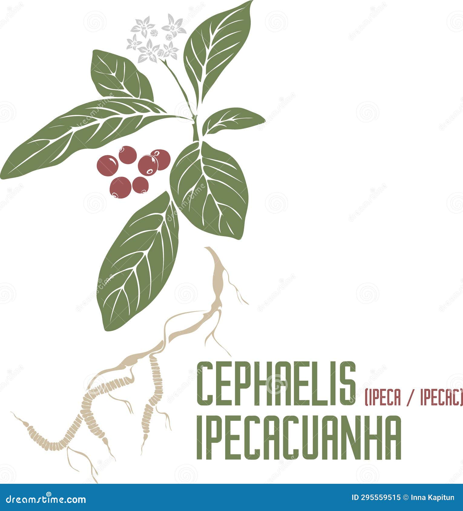 Ipecacuanha Cartoons, Illustrations & Vector Stock Images - 36 Pictures ...