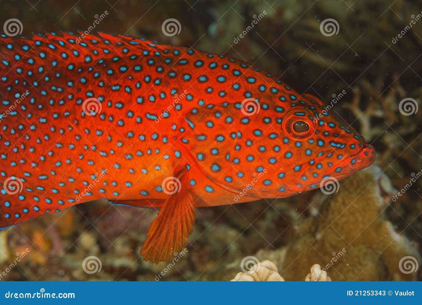 Cephalopholis Miniata - Grouper Stock Image - Image of pacific, asia ...