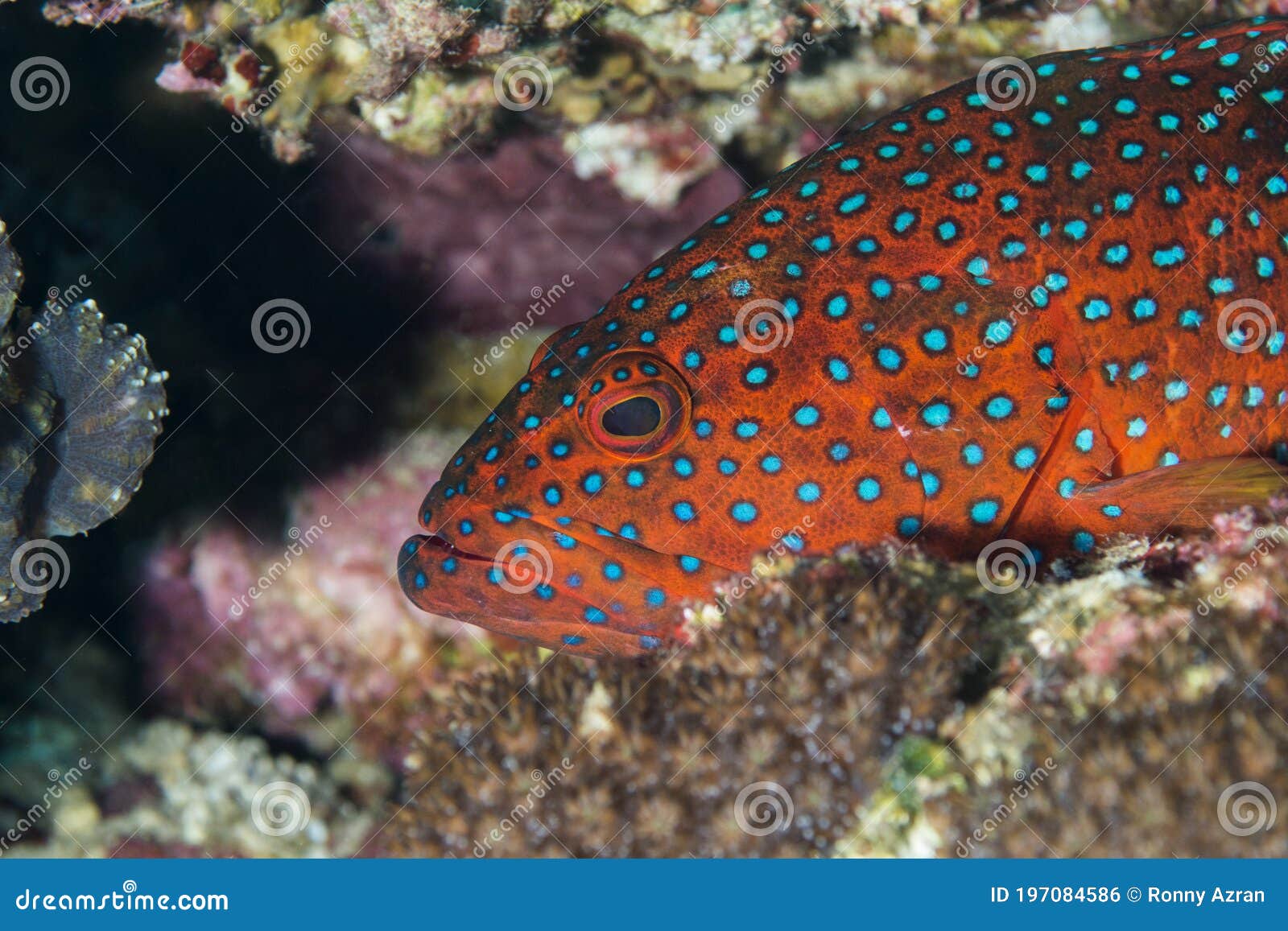 Red Grooper Stock Photos - Free & Royalty-Free Stock Photos from Dreamstime