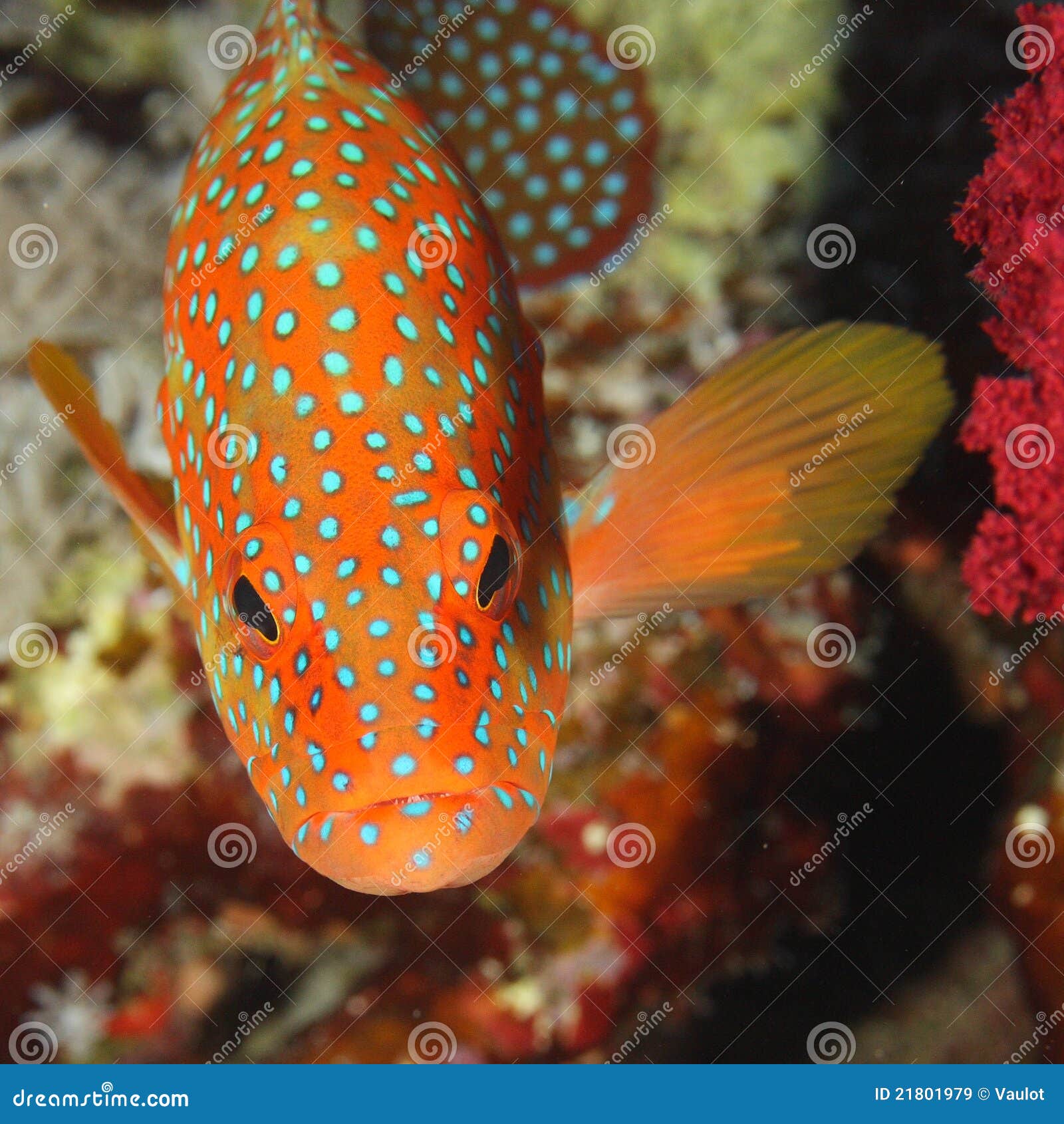 Cephalopholis Miniata - Red Sea Stock Image - Image of underwater ...