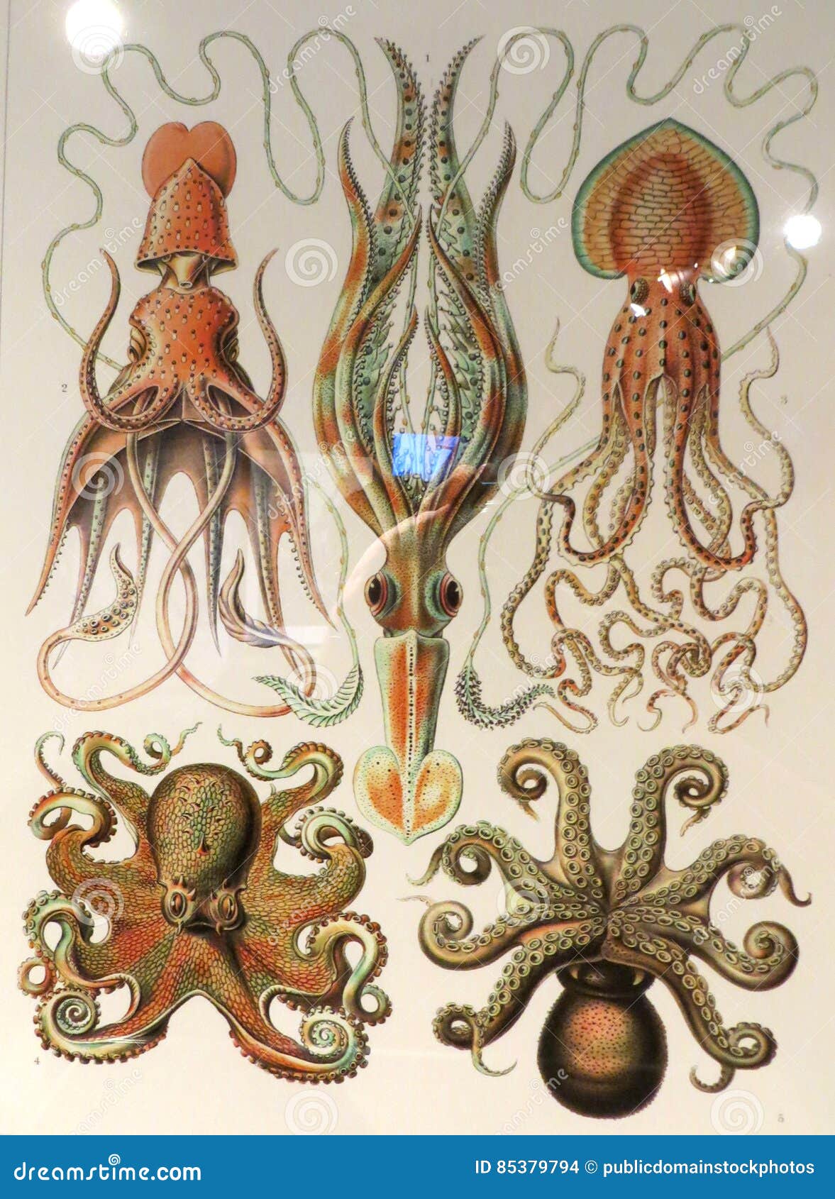 Cephalopods 2 Picture. Image: 85379794