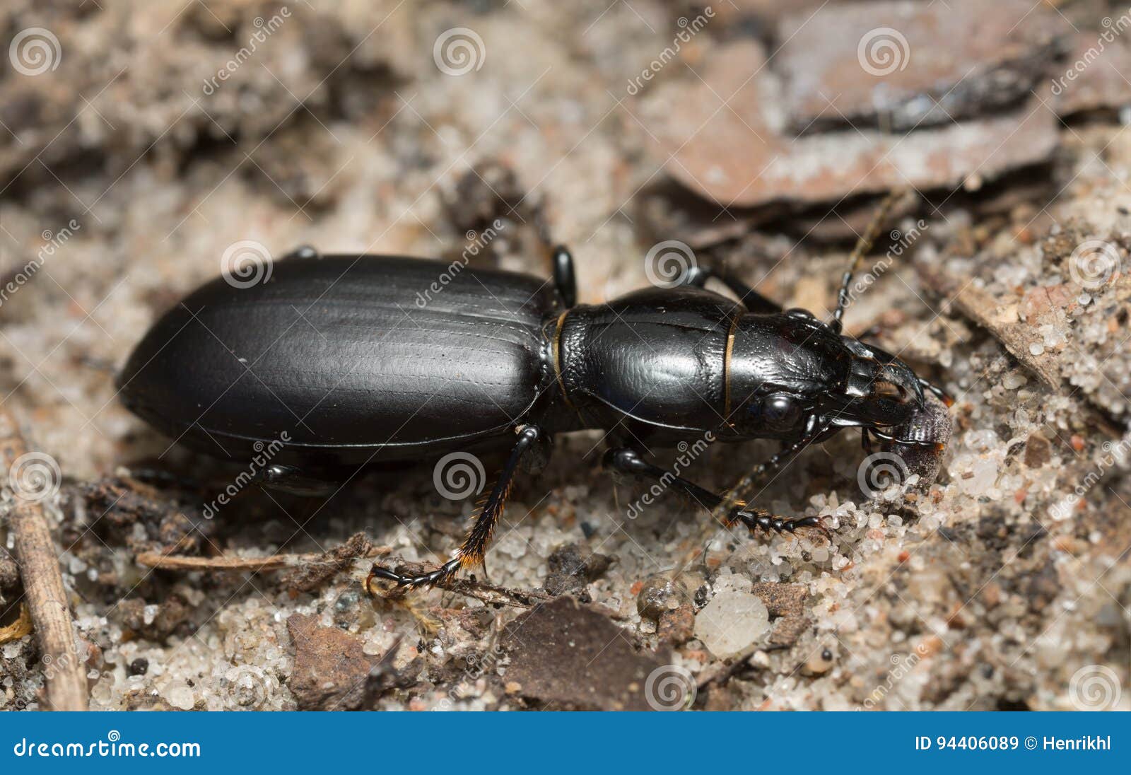 Cephalotes De Broscus En La Arena Imagen de archivo - Imagen de ...