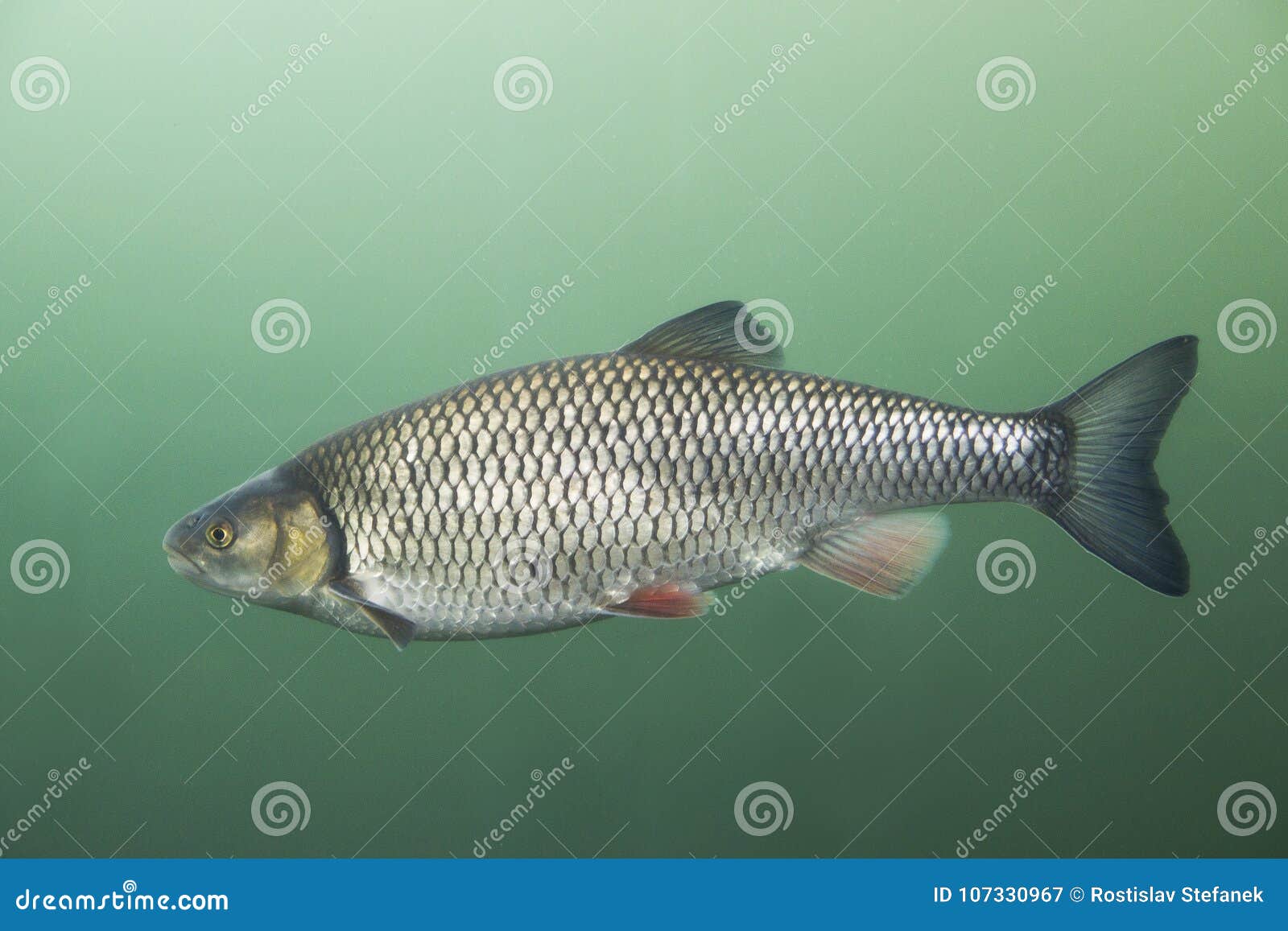 Cephalus de Chub Leuciscus imagem de stock. Imagem de verde - 107330967
