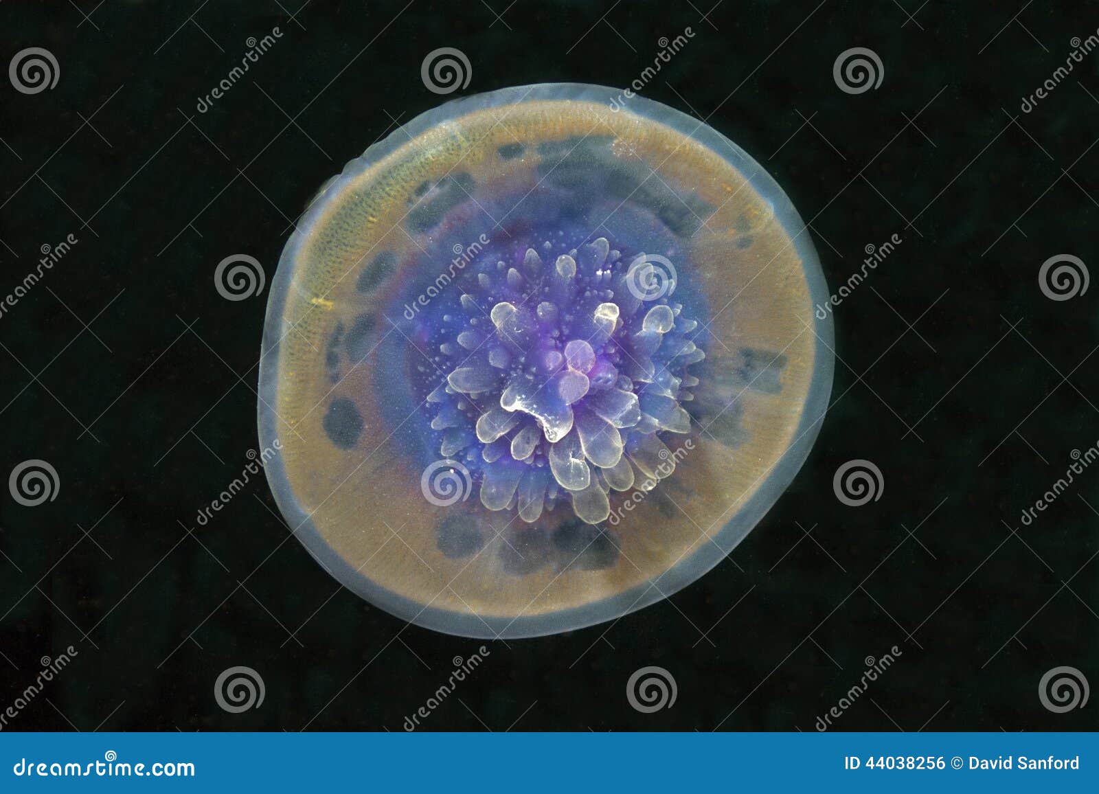 Cephea cephea stock photo. Image of polyps, cephea, divers - 44038256