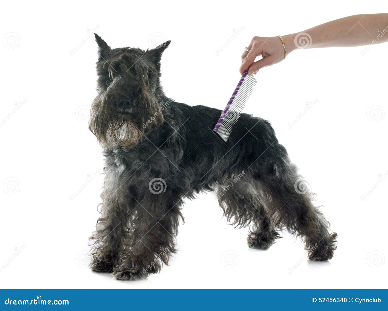 Mezcla De Terrier De Trigo Y Schnauzer Miniature Schnauzer Adult Dry