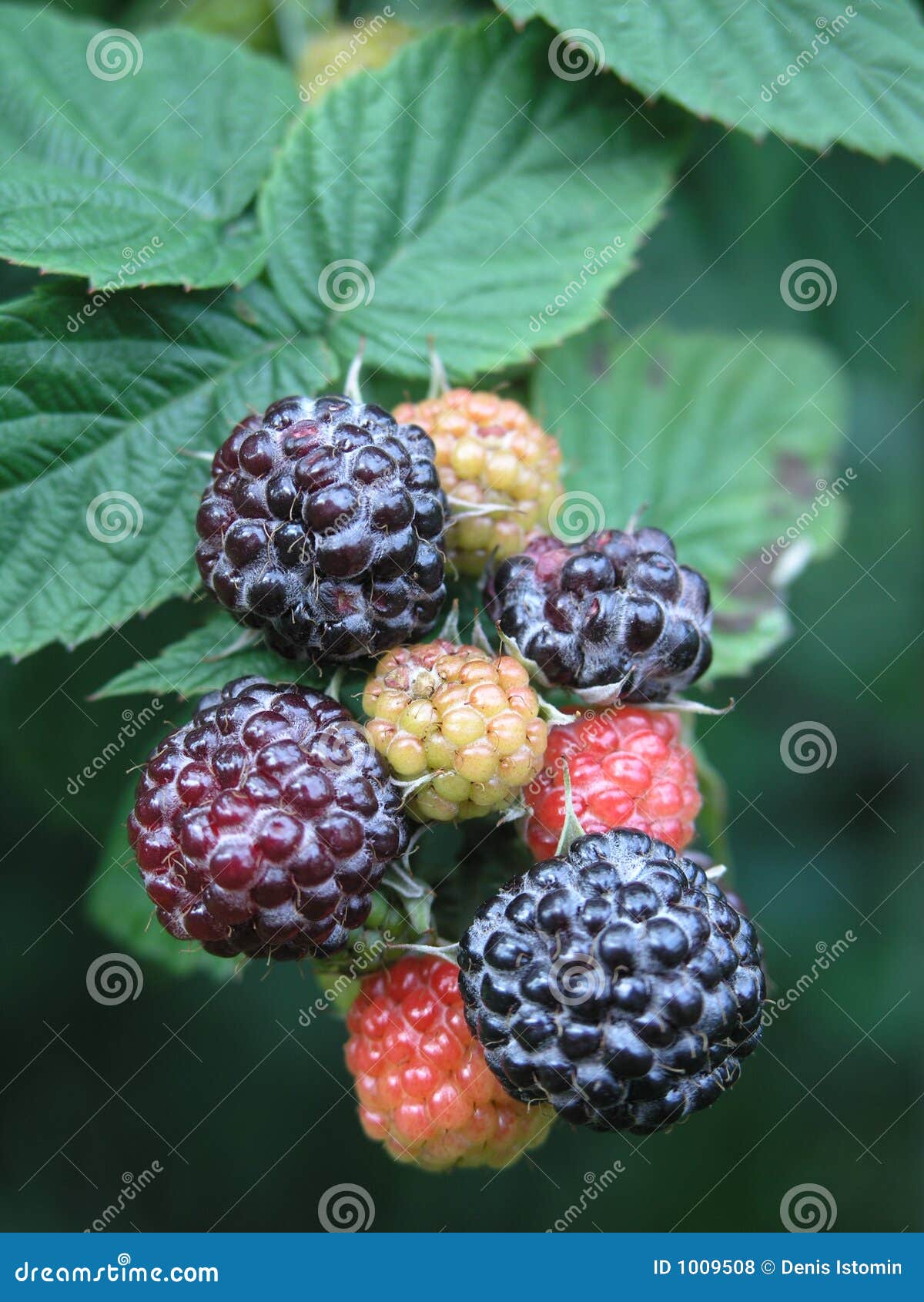 Cepillo De La Zarzamora Con La Baya Roja Foto de archivo - Imagen de ...