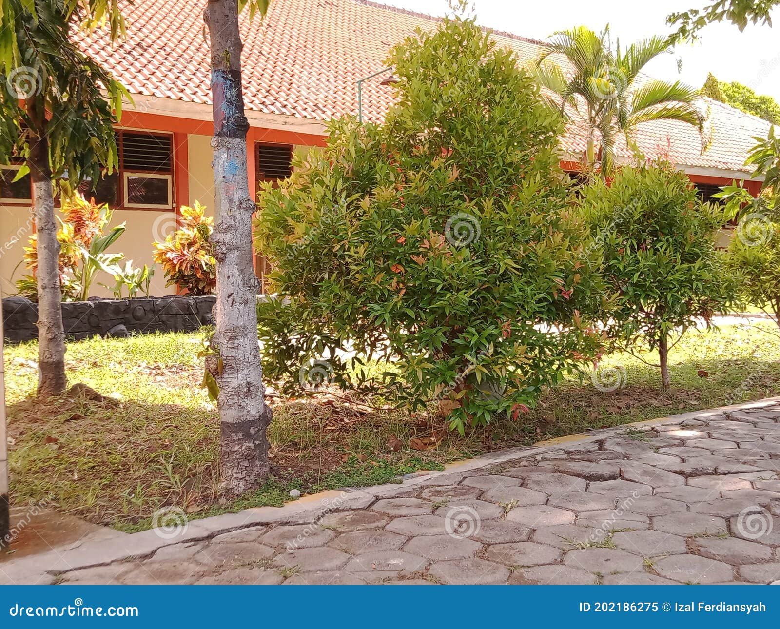 1 Cepiring High School Red Top Leaves Stock Image - Image of lawn ...