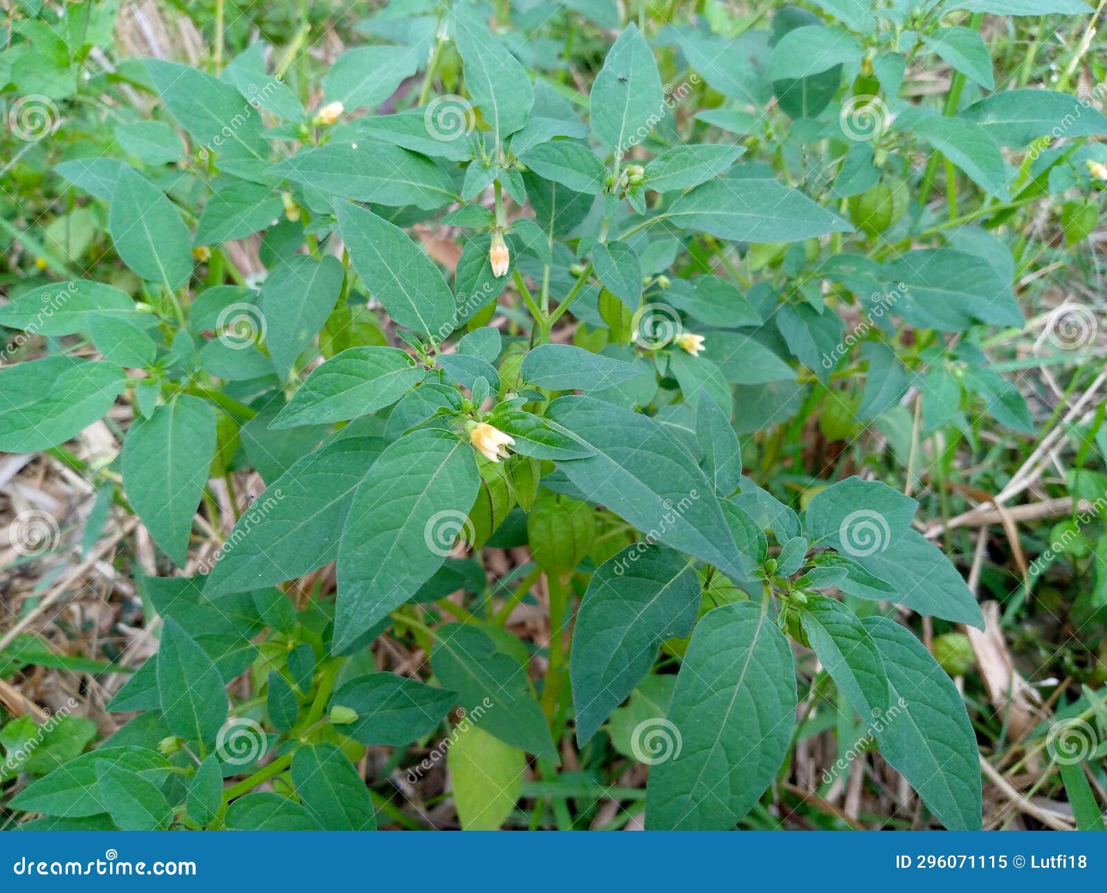 Ceplukan Fruit is a Wild Plant Which Commonly Grows in the Fields,dry ...