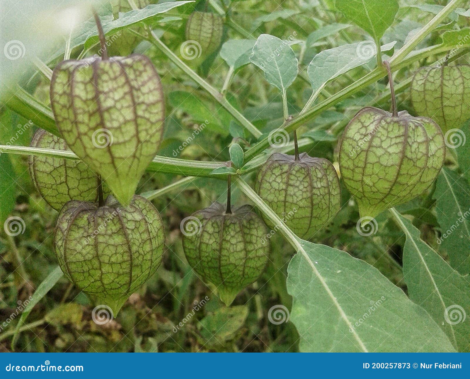 Ceplukan stock image. Image of ceplukan, plant, habitat - 200257873