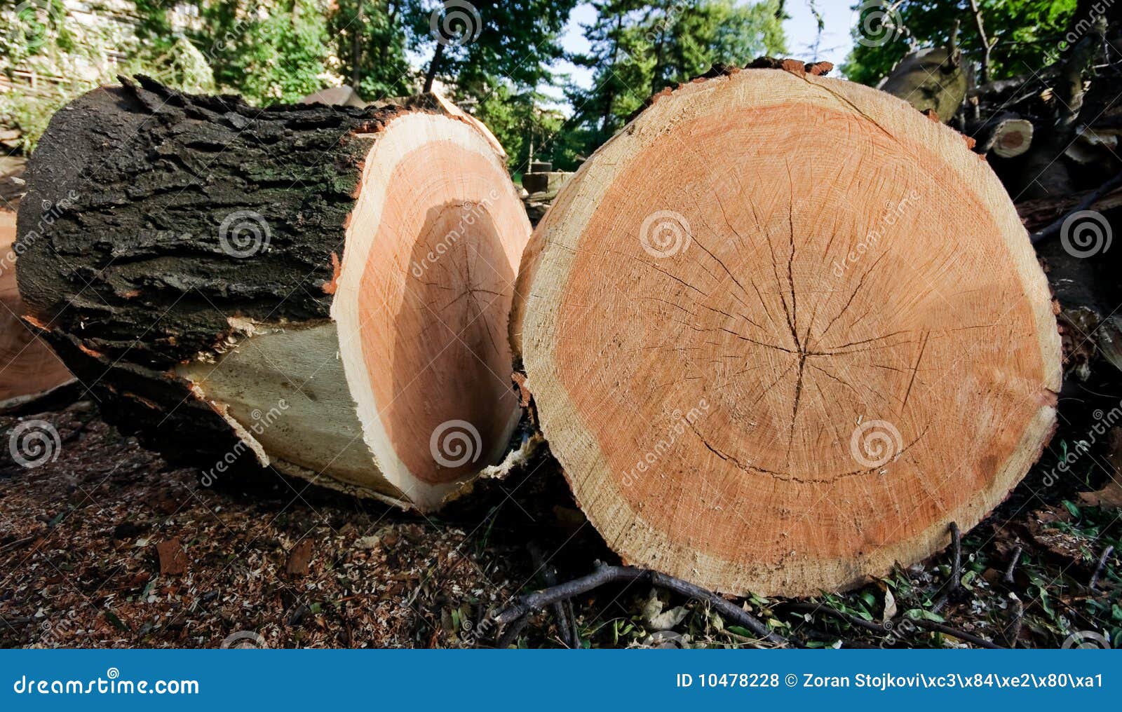 Ceppi fotografia stock. Immagine di legno, risorsa, ceppo - 10478228