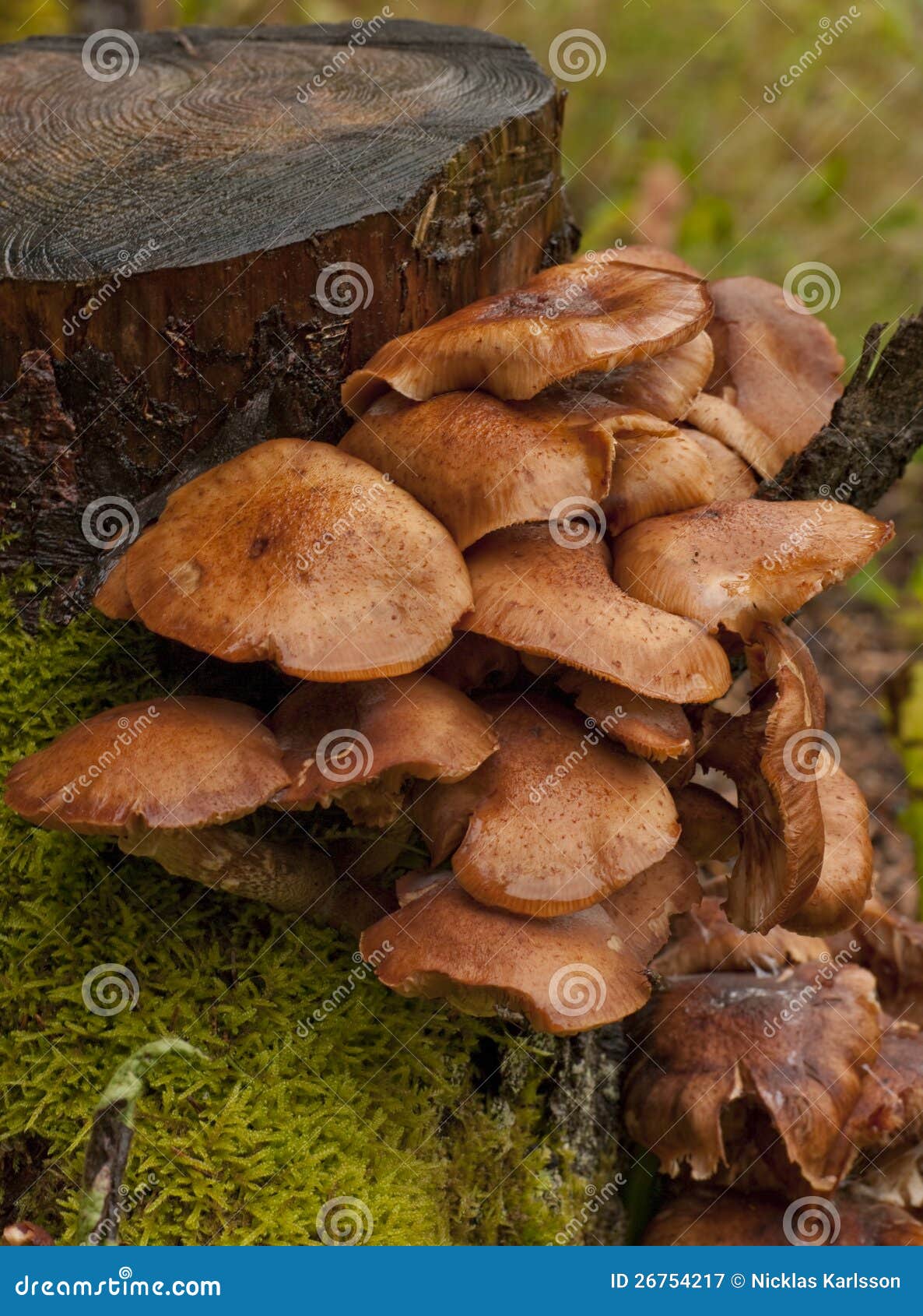 Ceppo immagine stock. Immagine di autunno, ceppo, fungo - 26754217