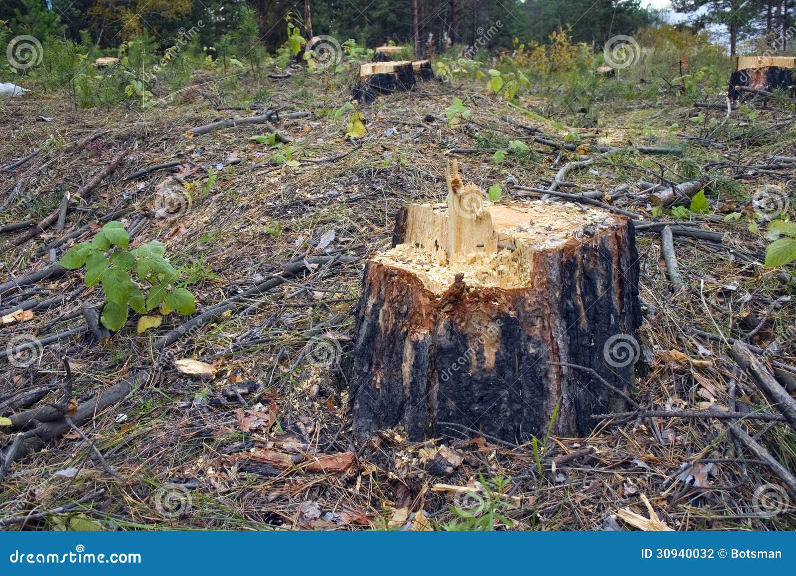 Ceppo Dell'albero Del Taglio. Fotografia Stock - Immagine di radura ...