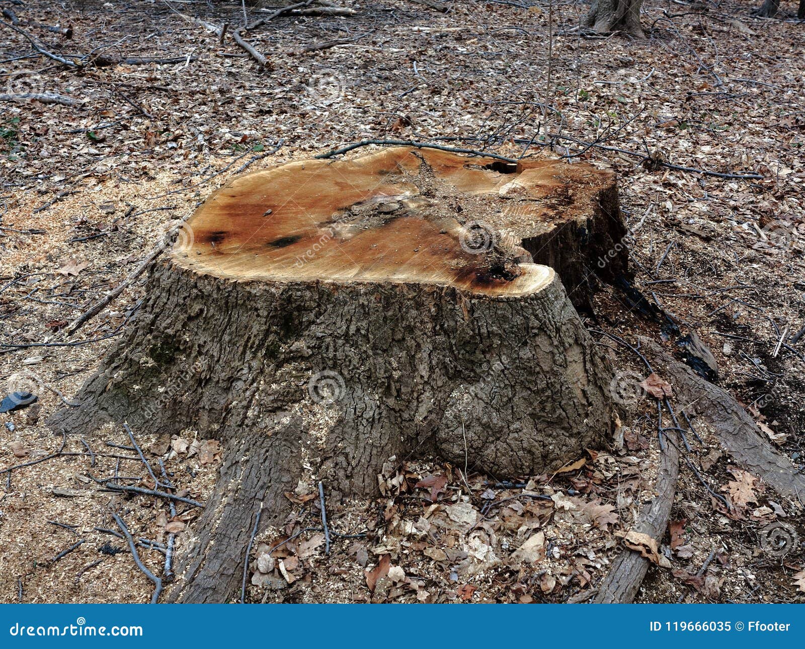 Ceppo di albero immagine stock. Immagine di sfondo, progresso - 119666035