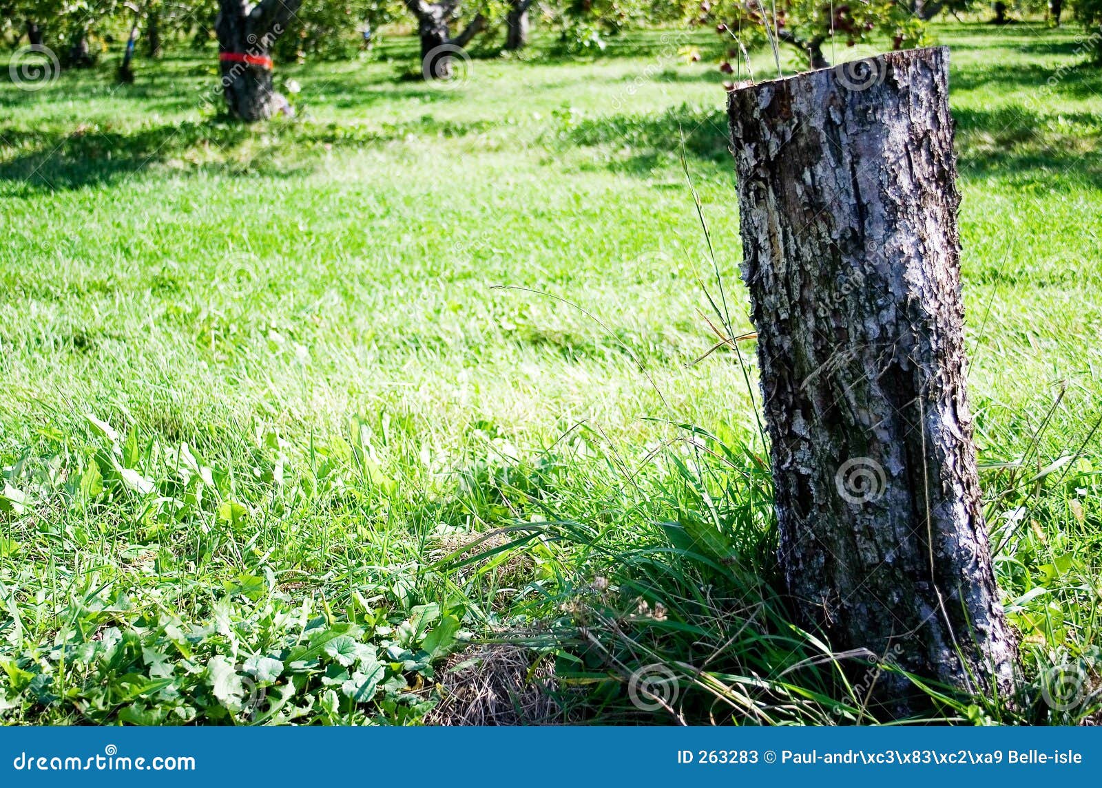 Ceppo Di Albero Immagine. Immagine: 263283