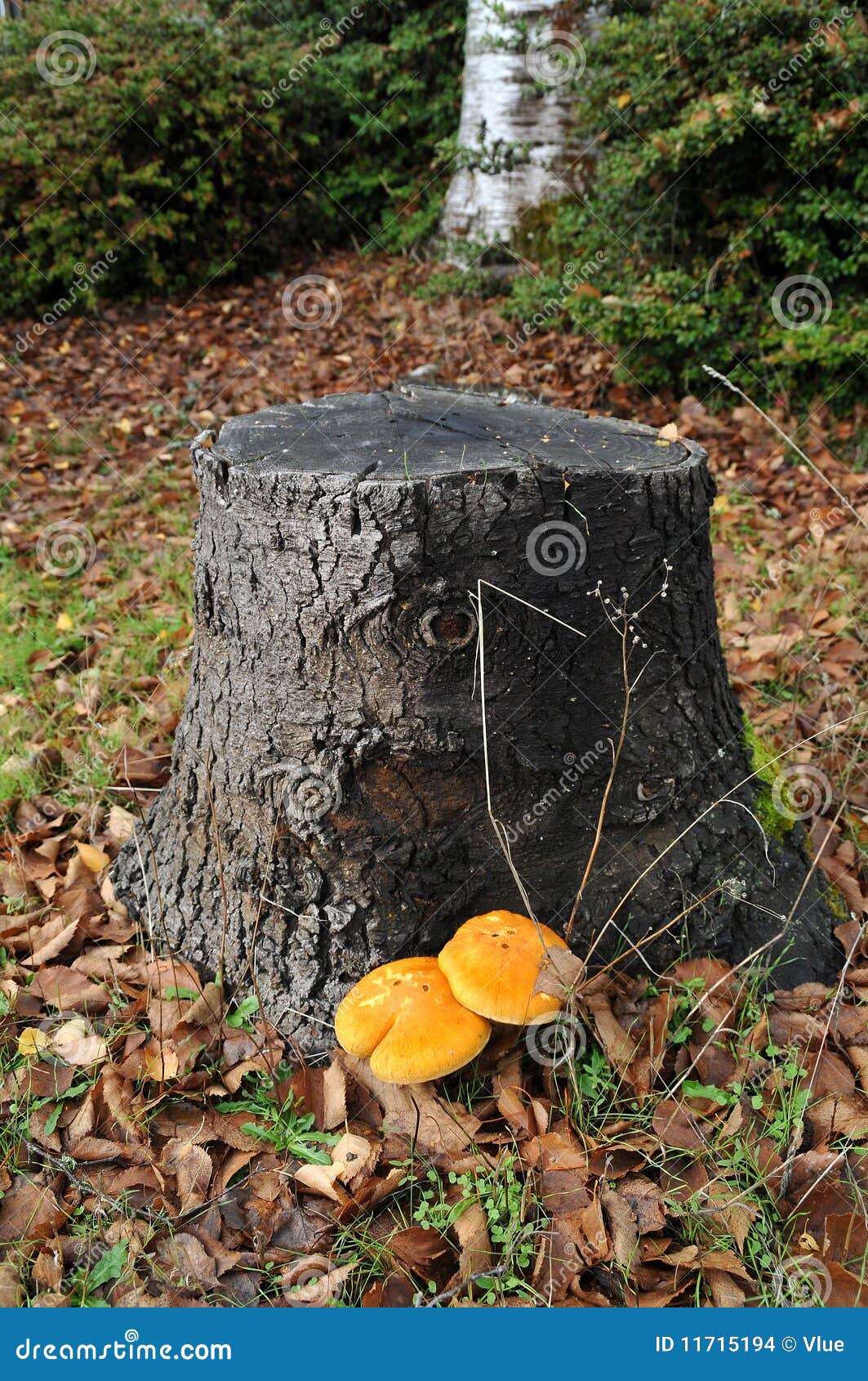 Ceppo Di Albero Con Due Funghi Fotografia Stock - Immagine di ...