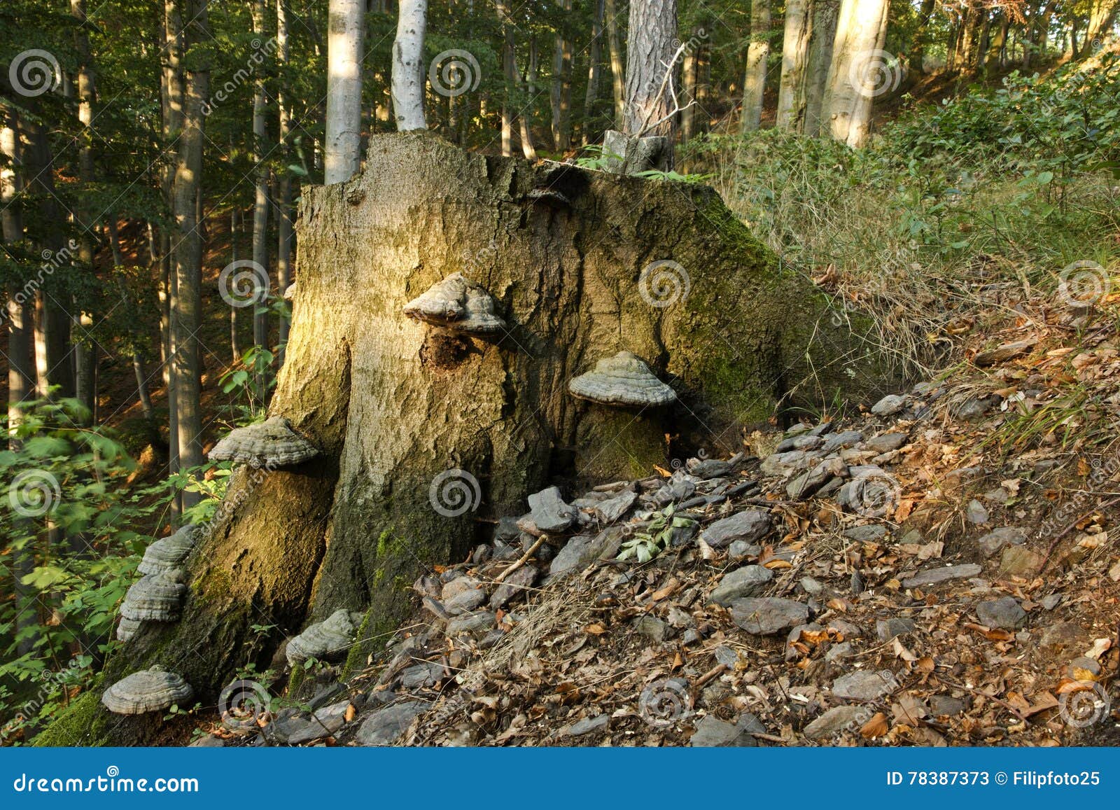 Ceppo Di Albero Con I Funghi Selvaggi Immagine Stock - Immagine di ...