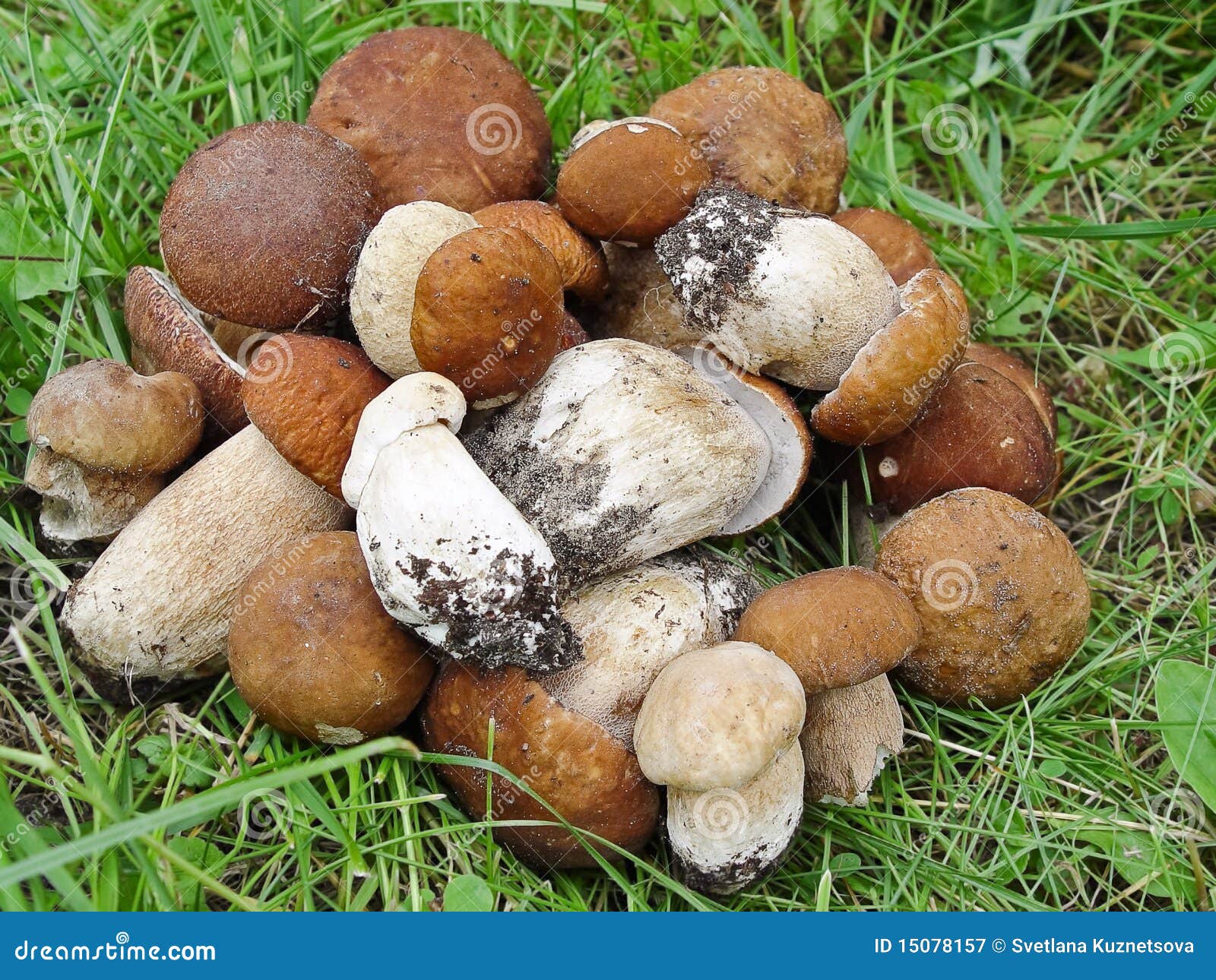 Ceps immagine stock. Immagine di marrone, stagione, foresta - 15078157