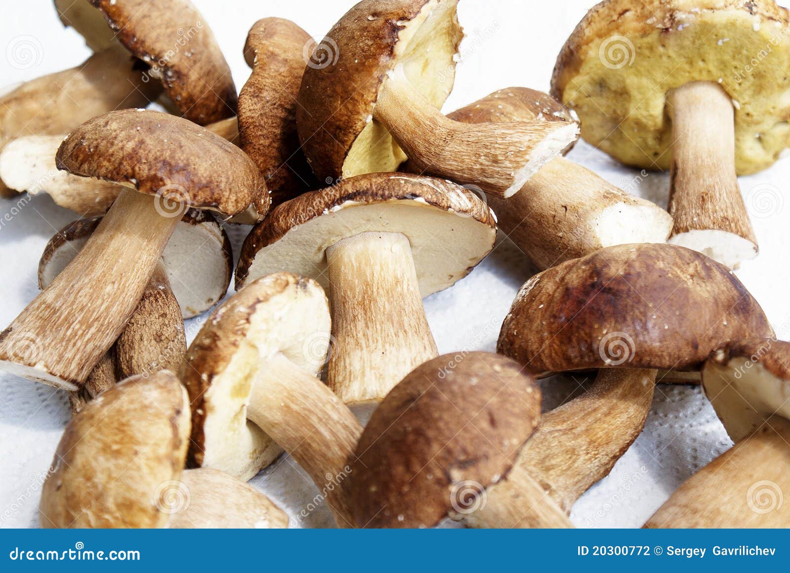Ceps stock photo. Image of ceps, product, white, medicine - 20300772