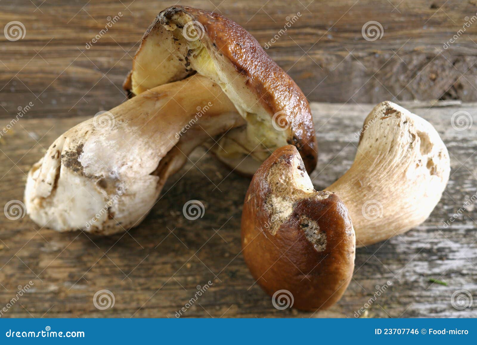 Ceps foto de archivo. Imagen de selectivo, seta, foco - 23707746