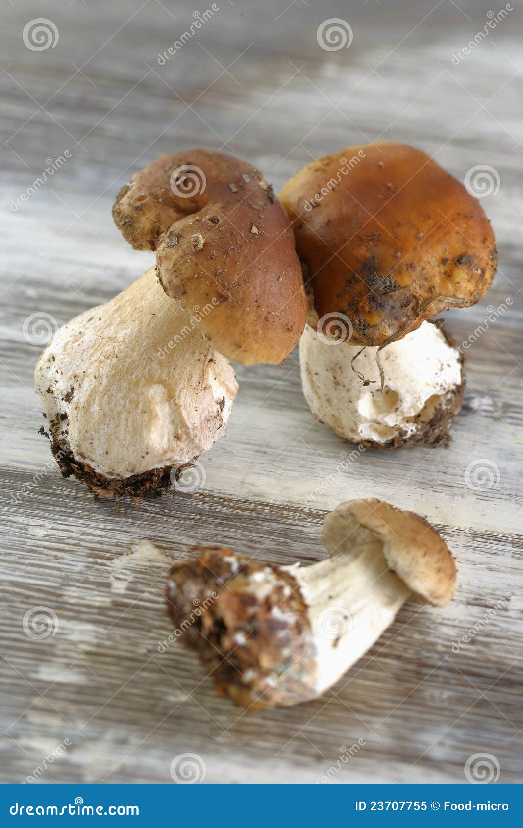 Ceps stock image. Image of fall, ingredient, style, vegetable - 23707755