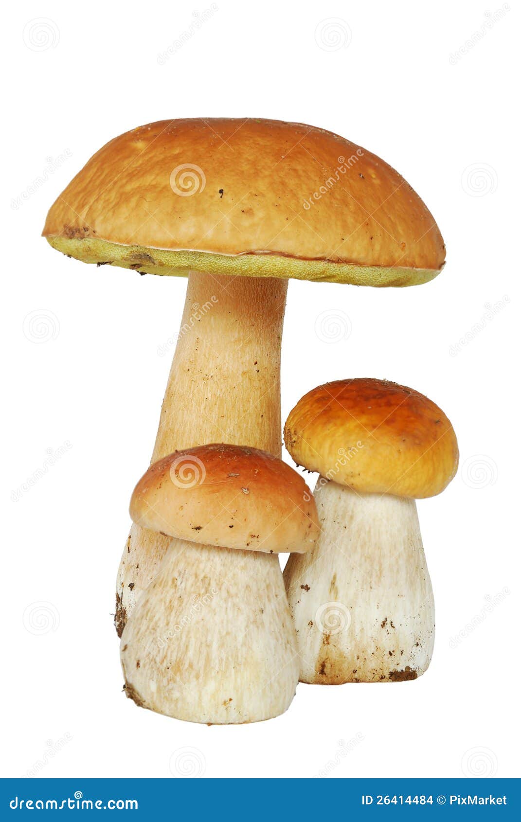 Ceps stock photo. Image of nature, brown, food, edible - 26414484