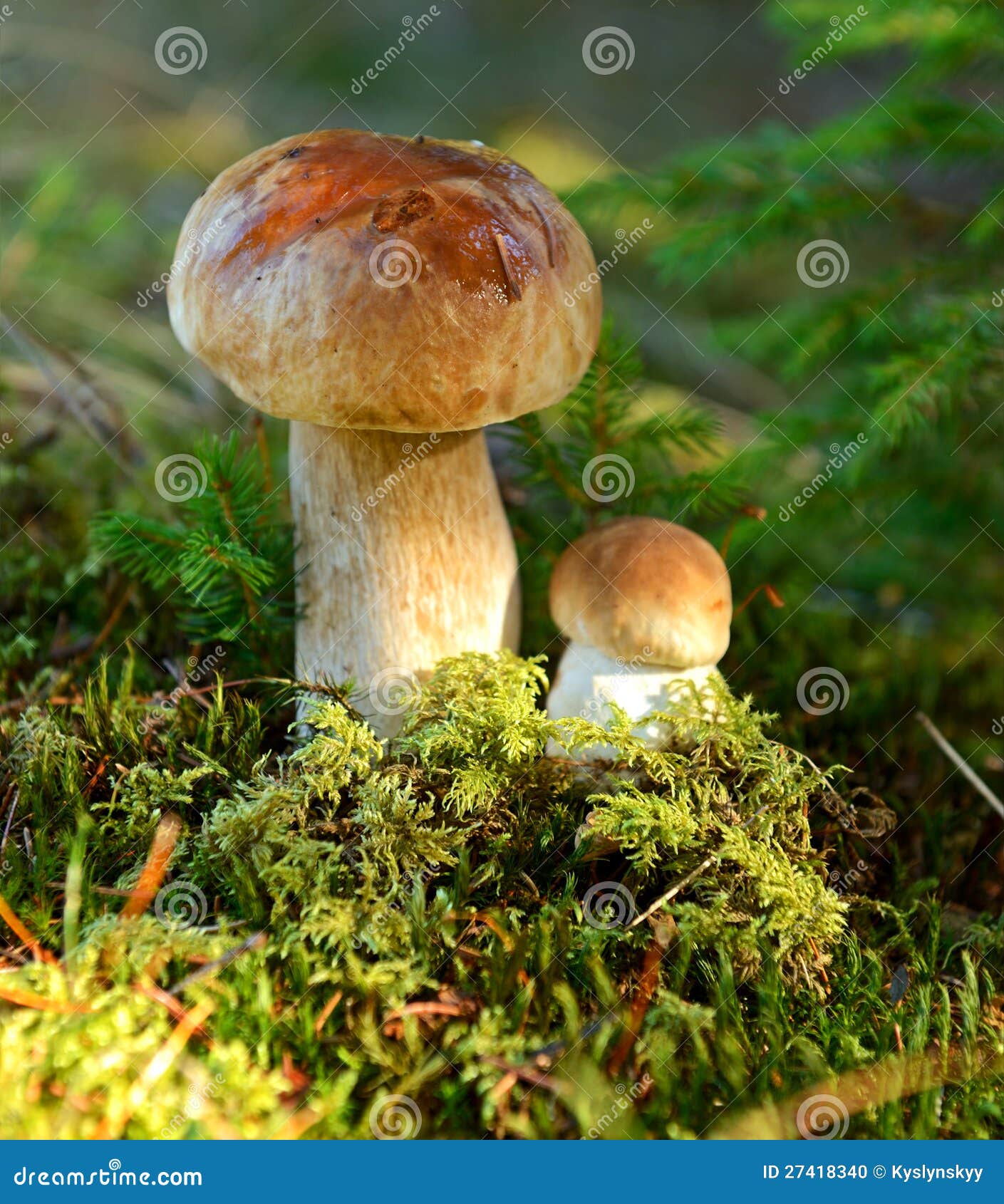 CEPS stock photo. Image of gourmet, edible, fungus, natural - 27418340