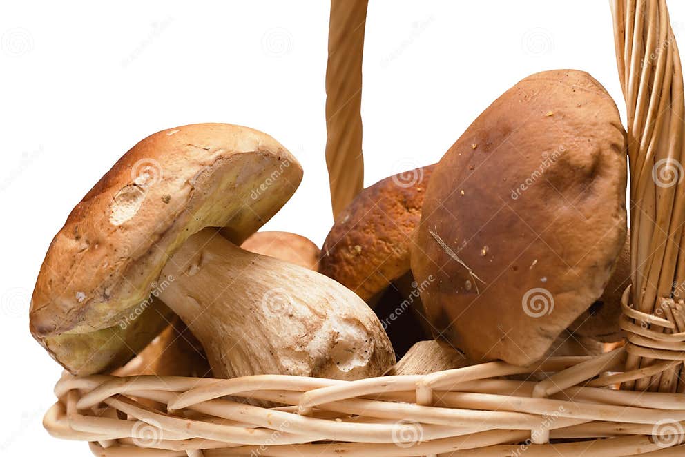 Ceps in basket stock photo. Image of culinary, cook, fungi - 27805594