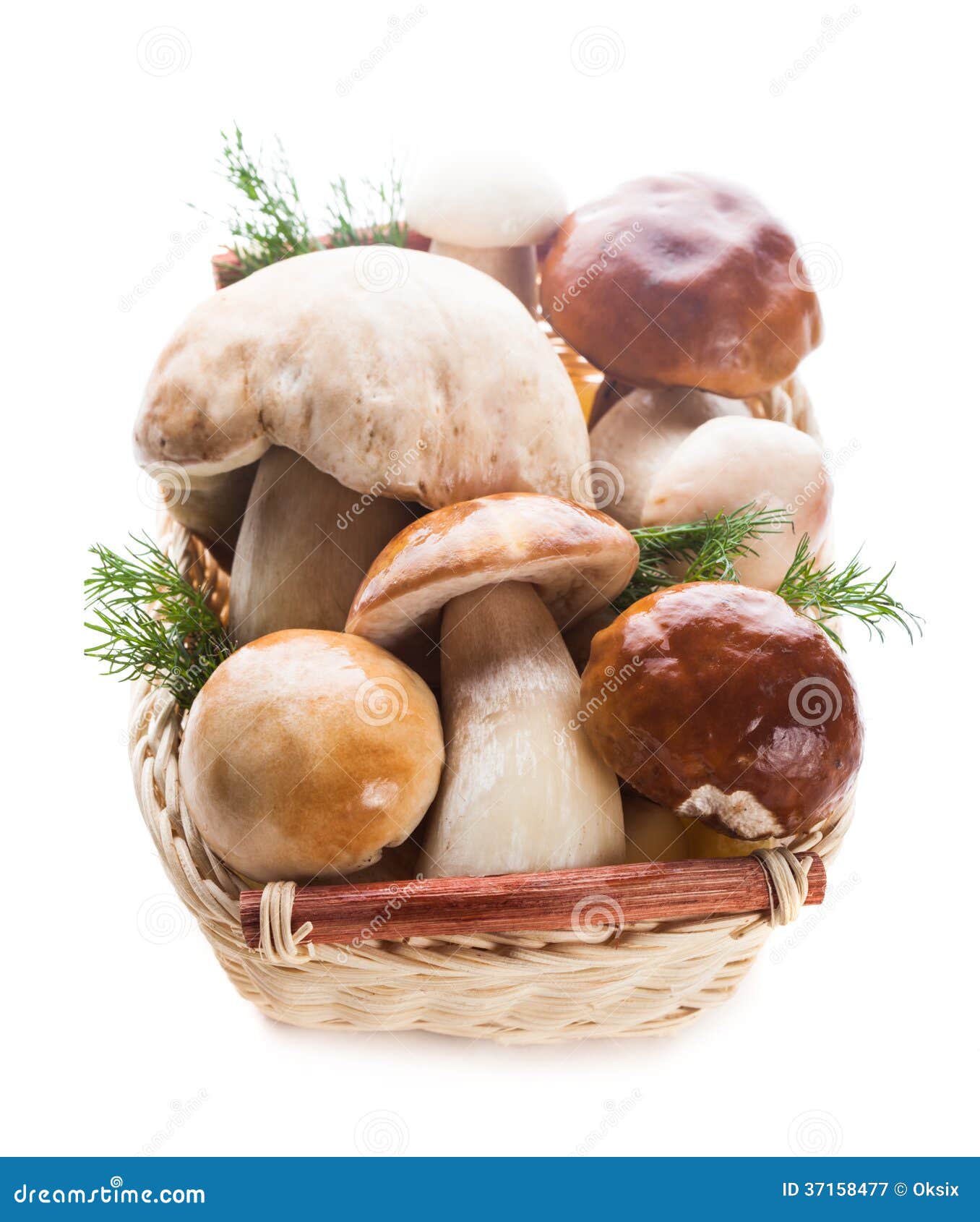Ceps in the basket stock image. Image of green, cepe - 37158477