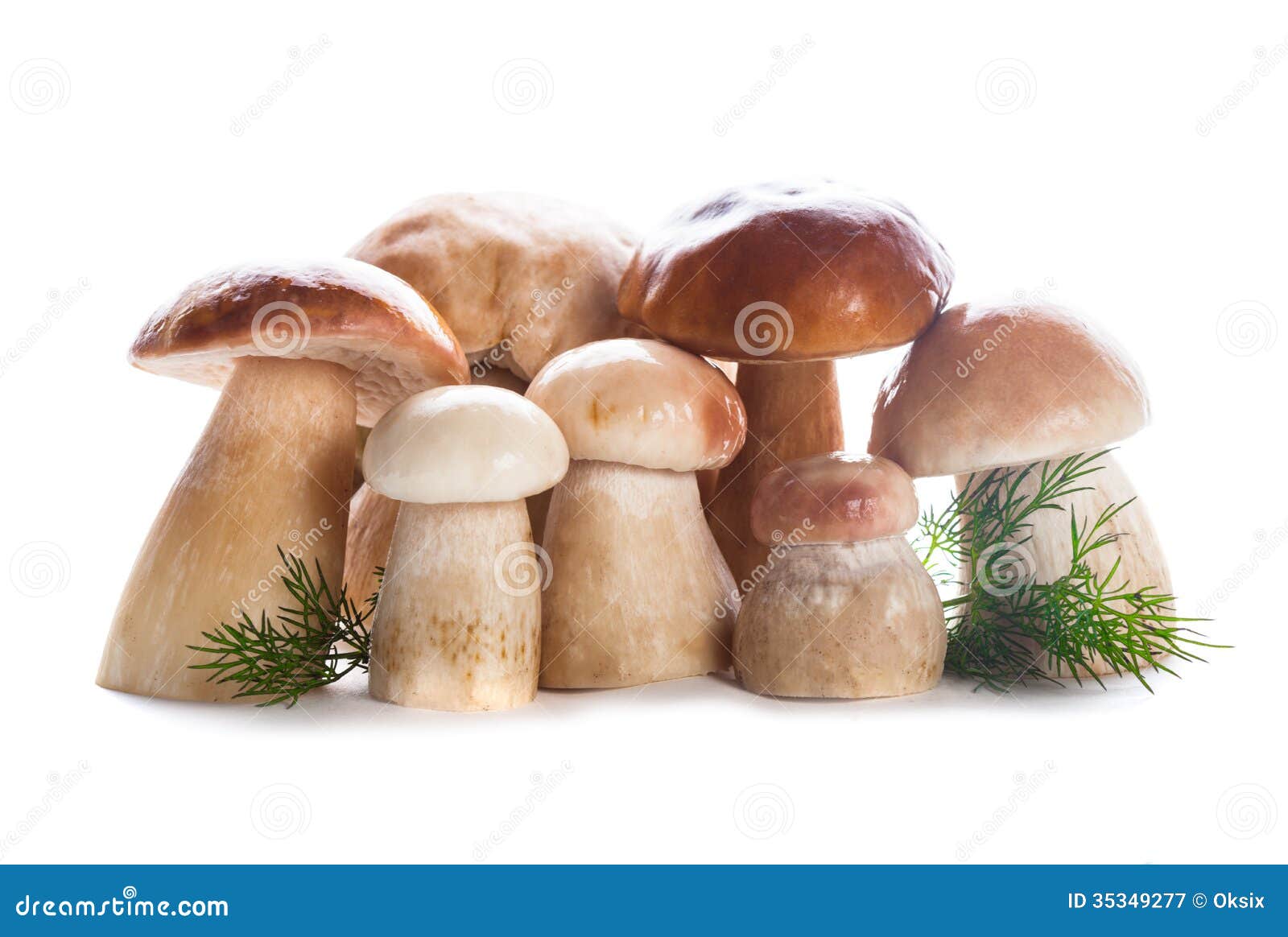 Ceps isolated stock image. Image of closeup, ingredient - 35349277