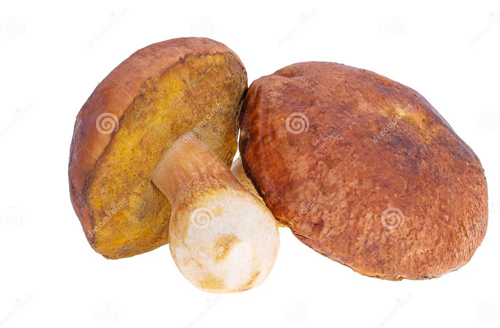 Ceps fungus isolated stock photo. Image of healthy, isolated - 259256758