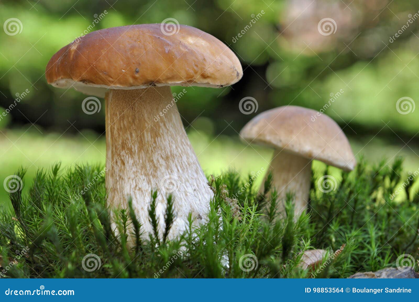 Ceps in the moss stock photo. Image of green, edible - 98853564