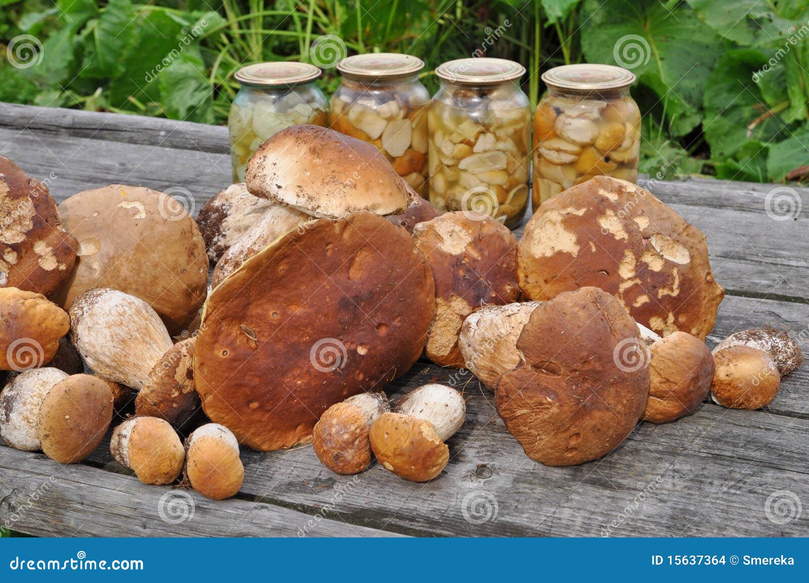 Ceps before processing. stock photo. Image of nature - 15637364