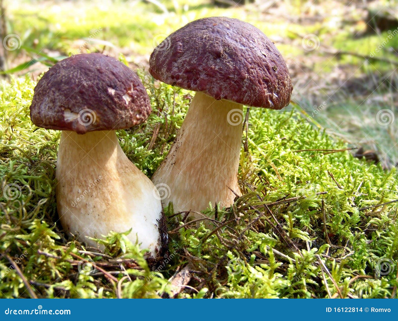 Ceps in sunny wood stock photo. Image of ceps, close - 16122814