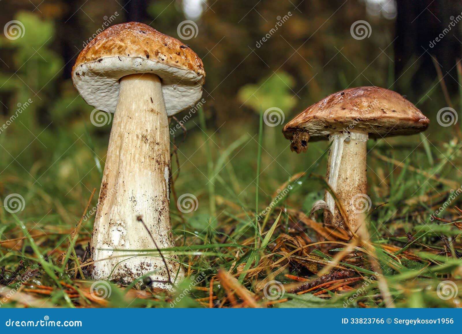 Ceps stock photo. Image of brown, changing, autumn, ground - 33823766