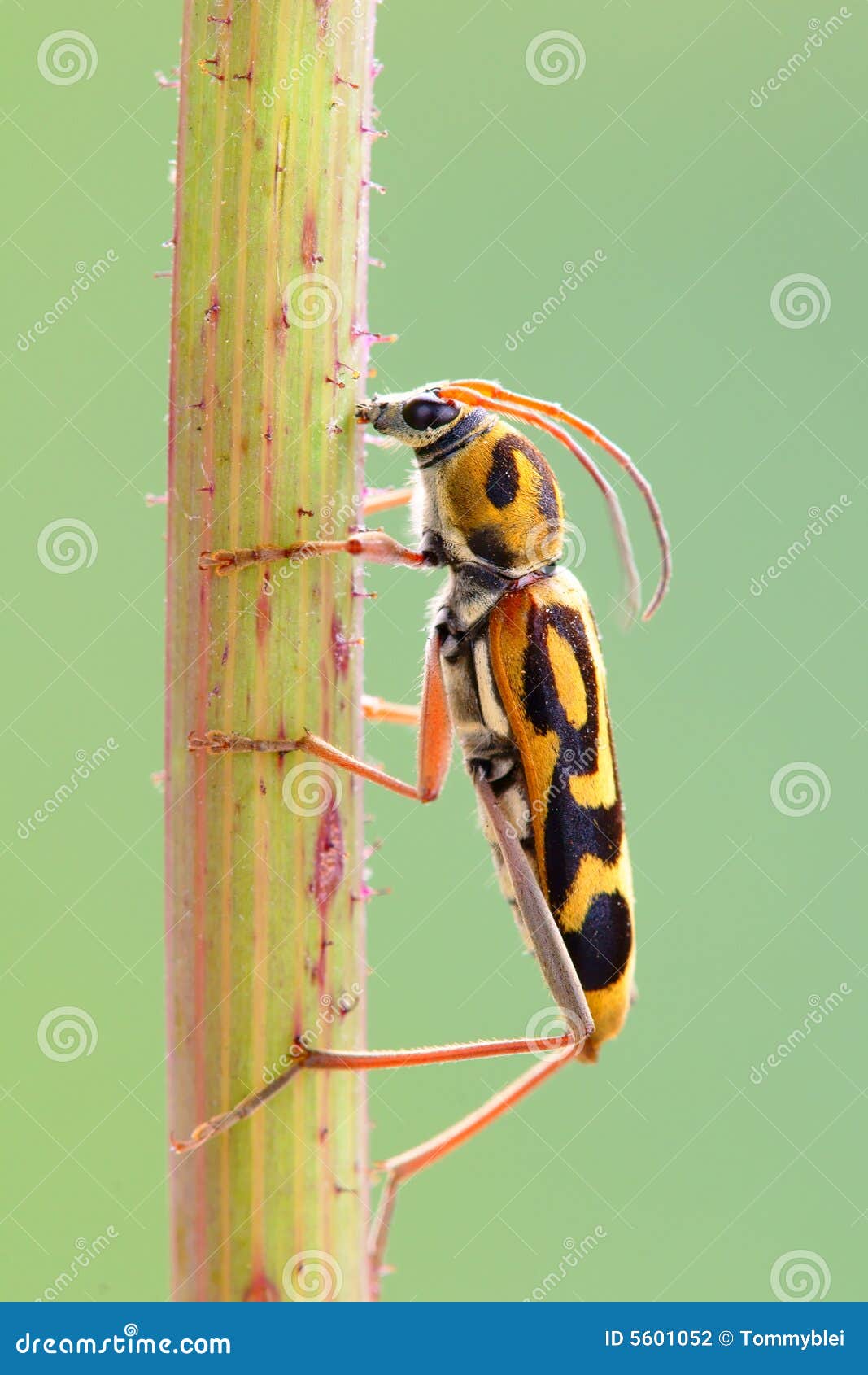 Cerambycidae stock photo. Image of details, insects, outdoor - 5601052