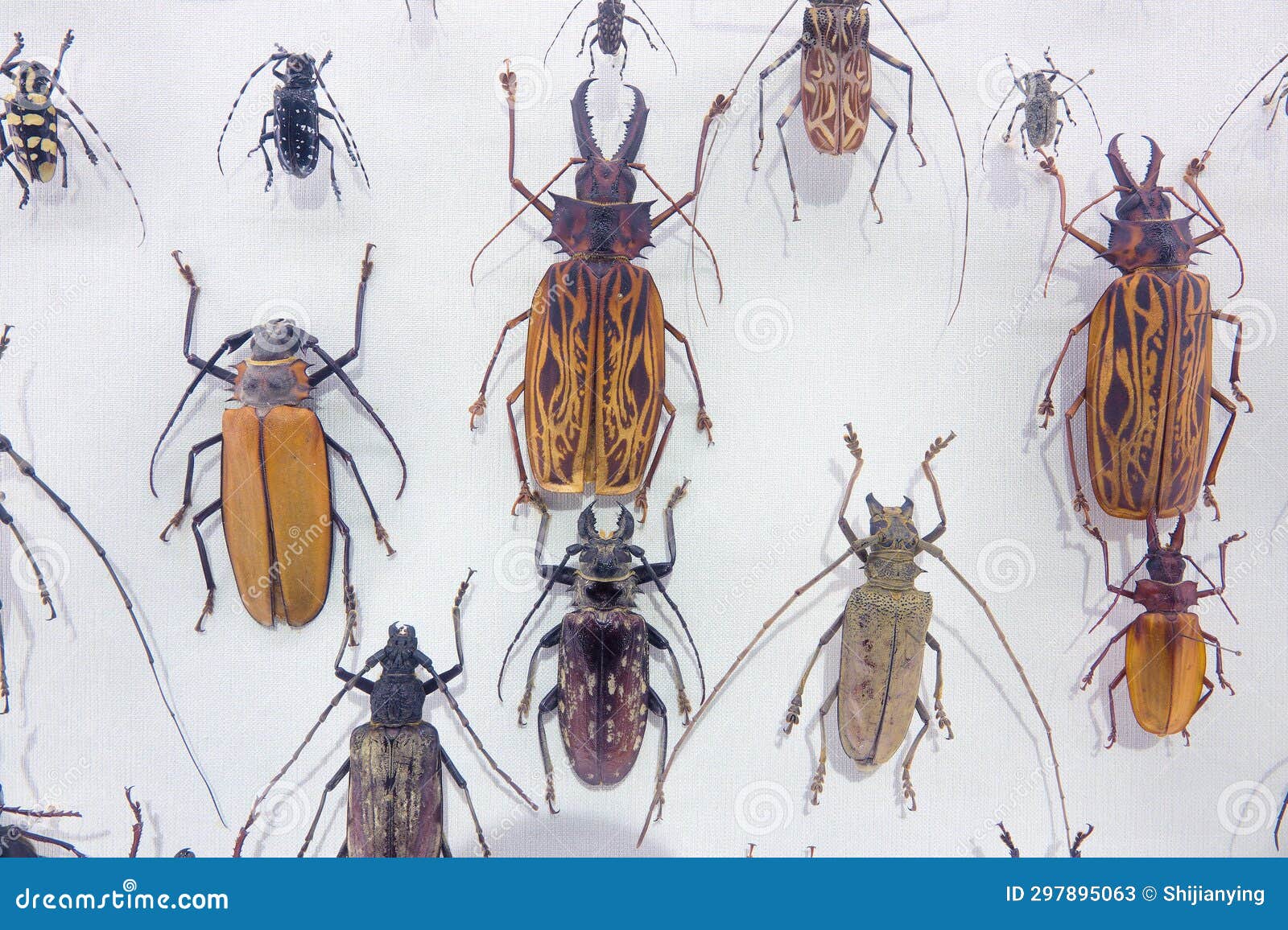 Cerambycidae beetle stock image. Image of beetle, insects - 297895063