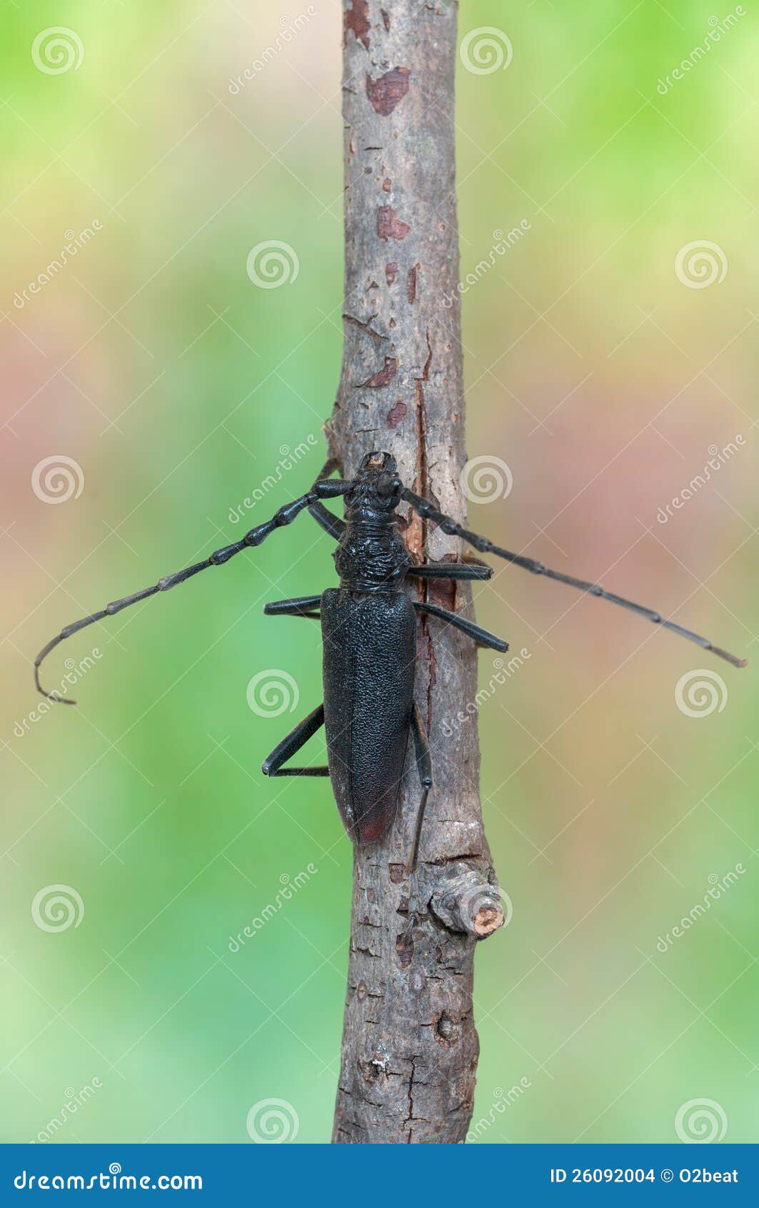 Cerambyx Cerdo - A Big Black Insect With Big Antennas Stock Photography ...