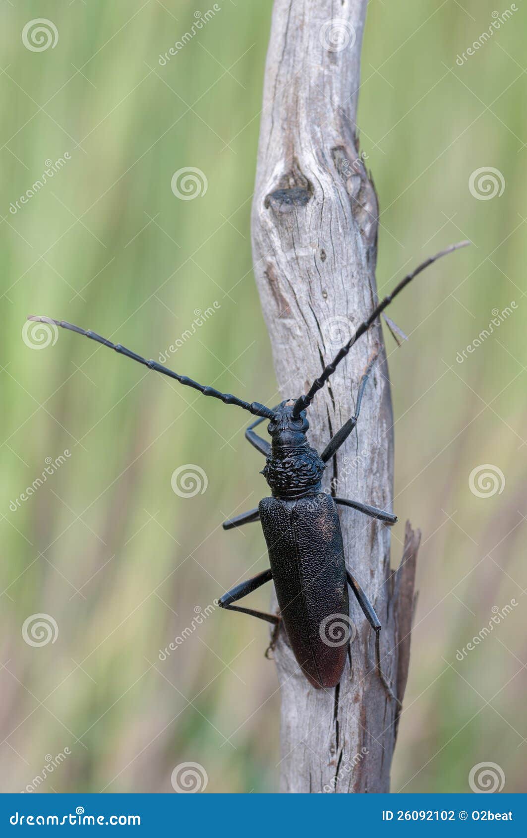 Cerambyx cerdo stock photo. Image of stub, fauna, beetle - 26092102