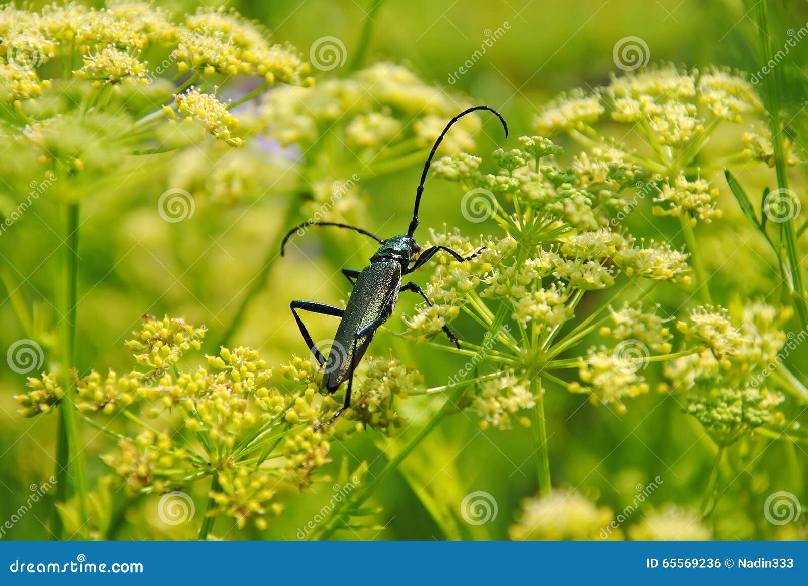 Cerambyx cerdo stock photo. Image of background, capricorn - 65569236