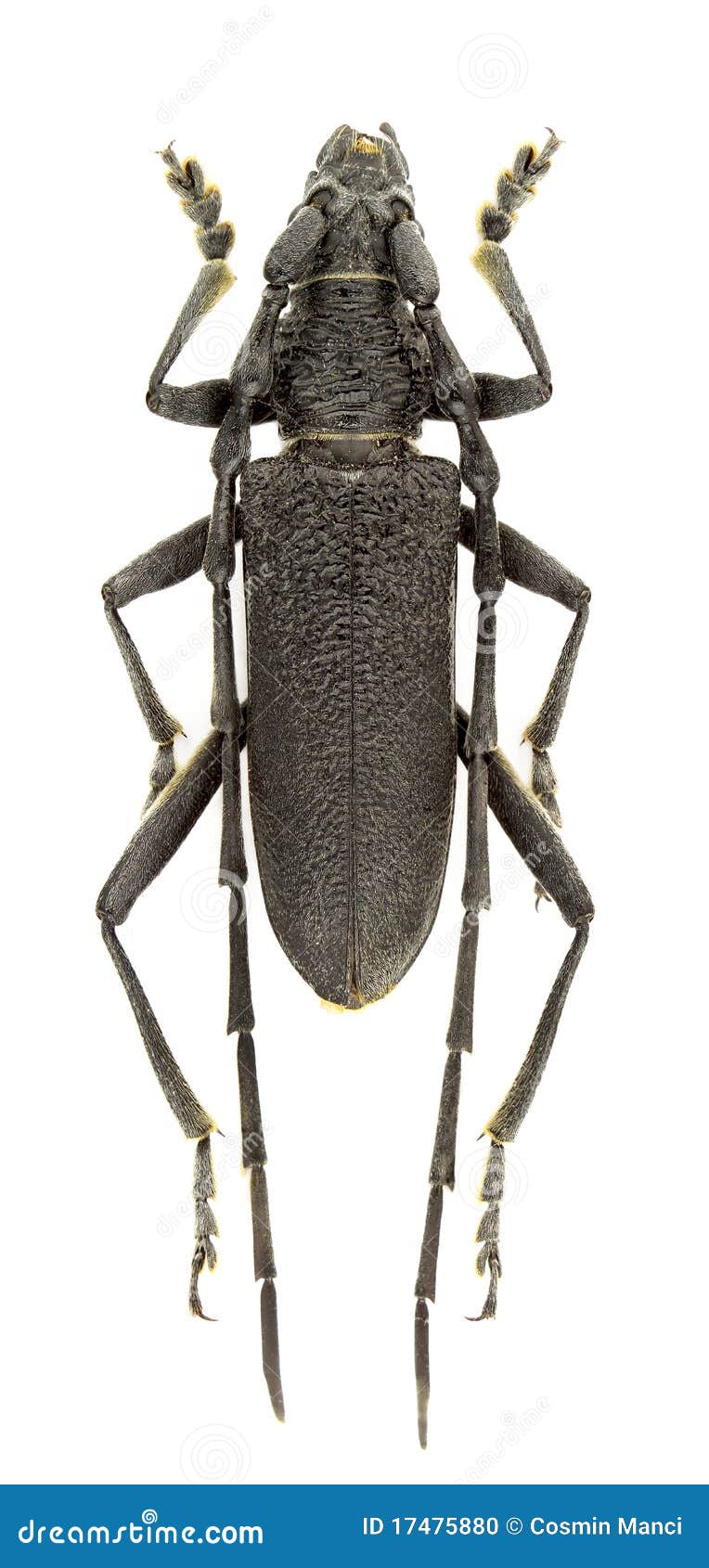 Cerambyx scopolii stock photo. Image of insect, high - 17475880