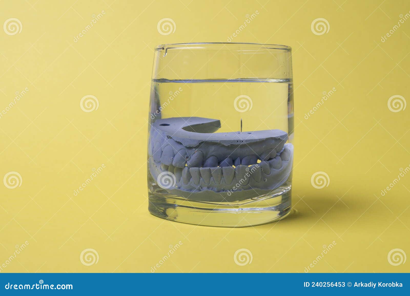 Ceramic Model of Human Teeth in a Glass Stock Image - Image of human ...
