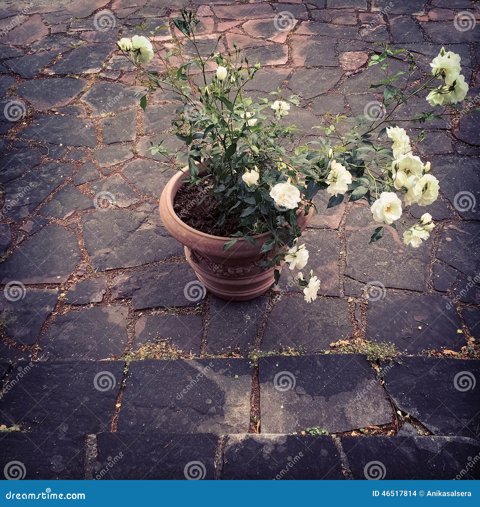 Ceramic Pot with White Roses Stock Photo - Image of craft, outdoor ...