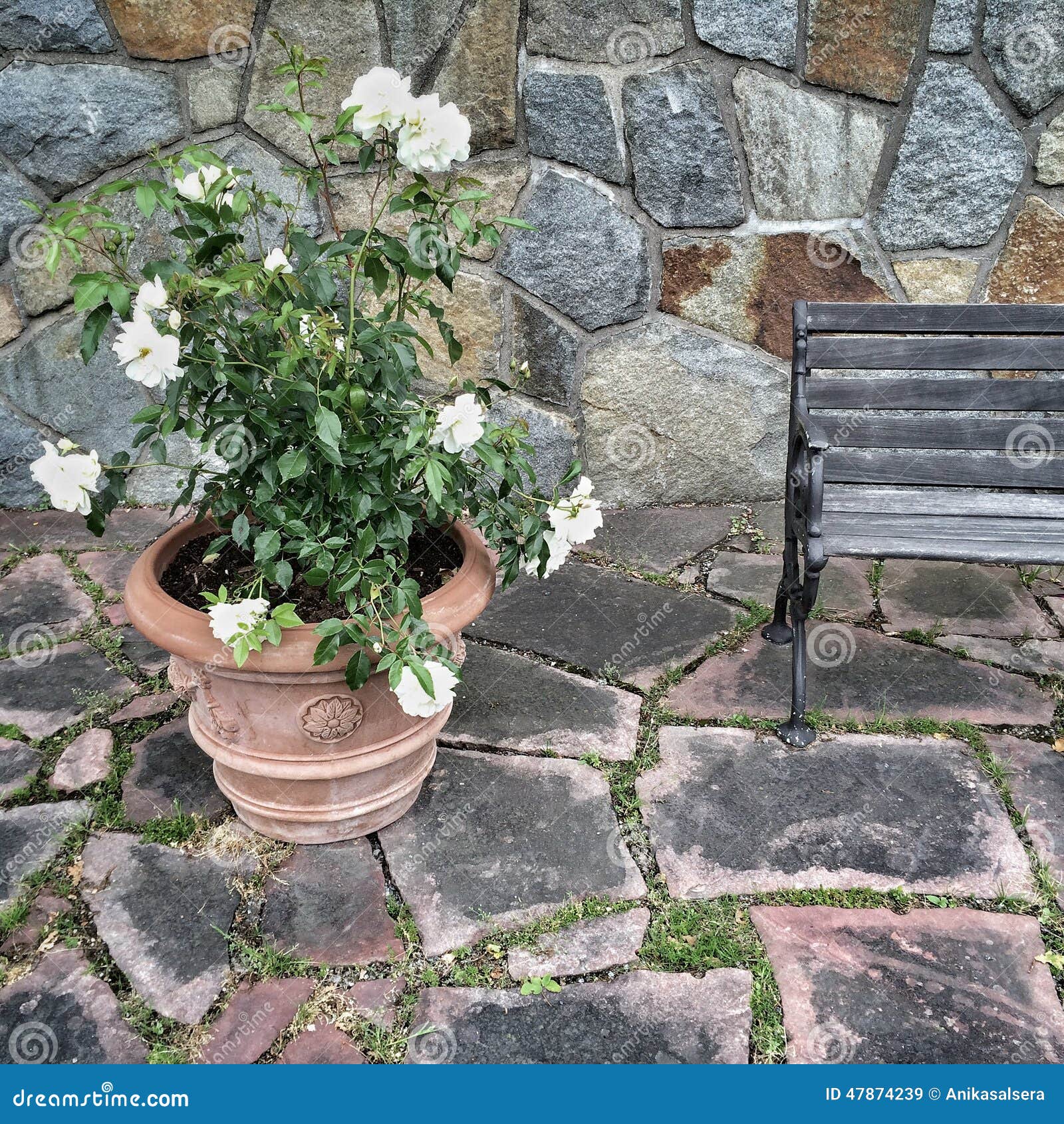 Ceramic Pot with White Roses on Tile Background Stock Image - Image of ...