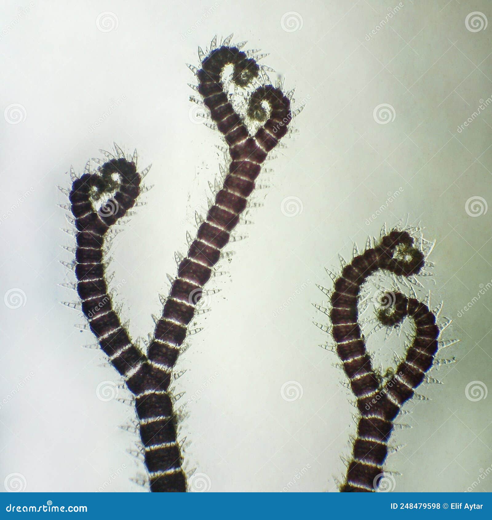 Microscopic Red Algae