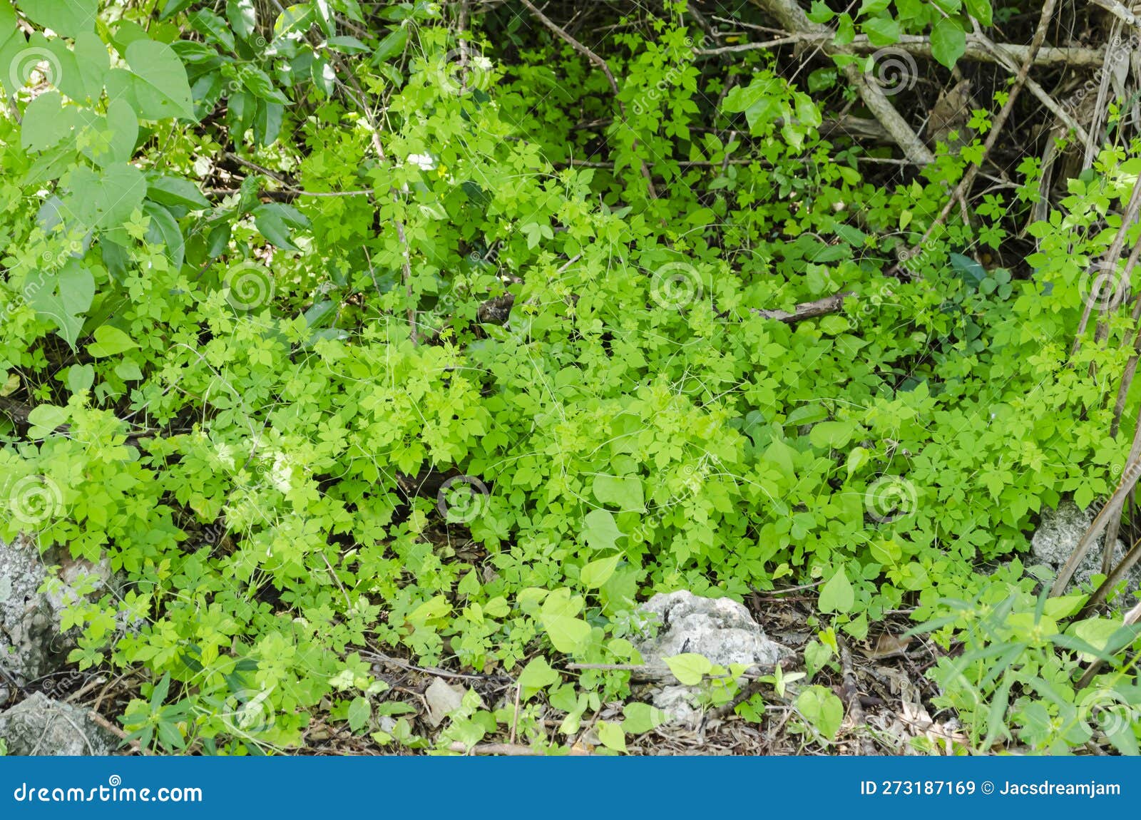 Cerasee Vine on the Ground stock image. Image of bitter - 273187169