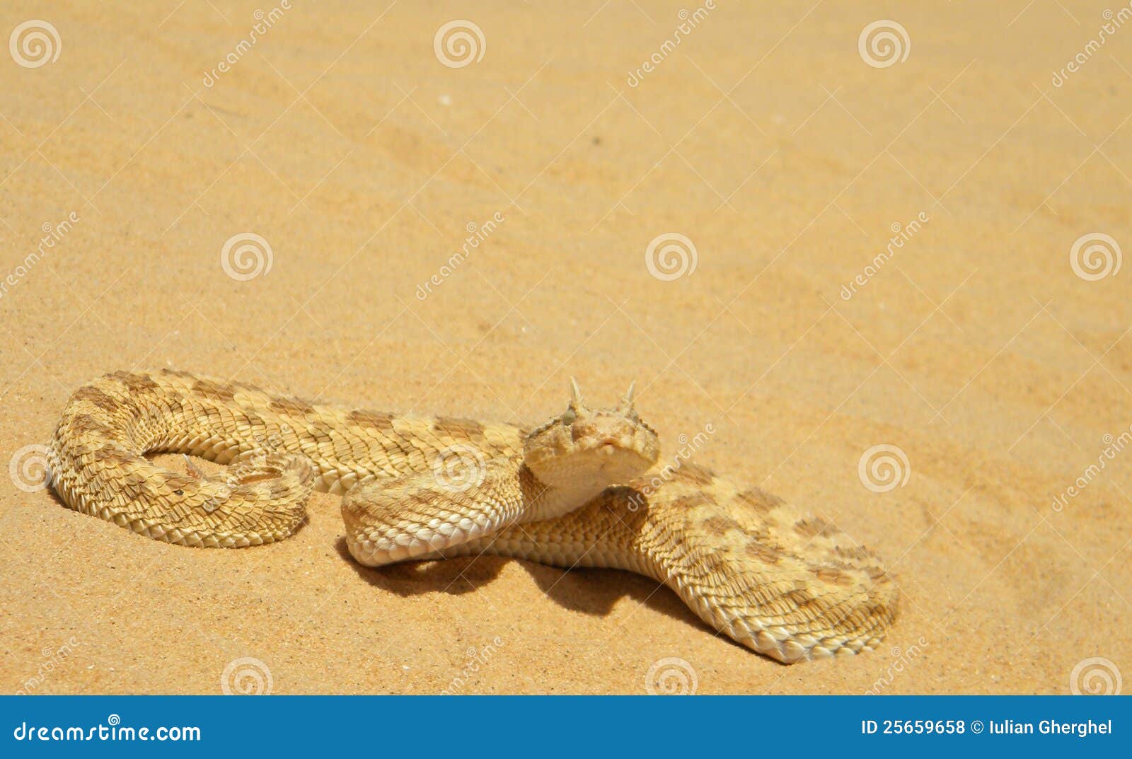 Sahara Desert Snakes